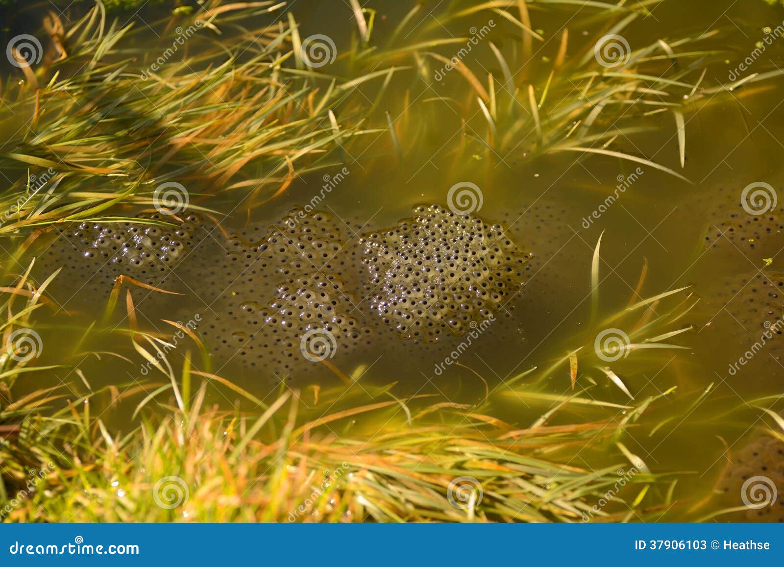 First frogspawn stock image. Image of early, springtime - 37906103