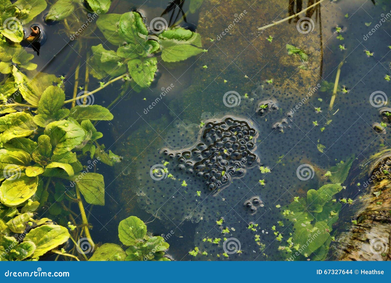 First frogspawn stock photo. Image of amphibian, frogspawn - 67327644
