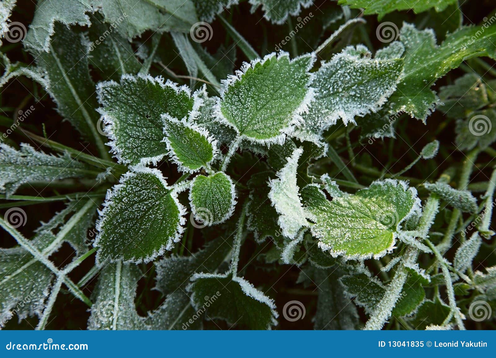 First frost stock image. Image of nature, frost, hoarfrost - 13041835
