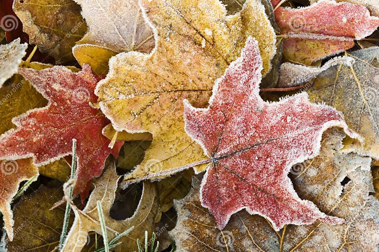First Frost stock image. Image of contryside, frost, fall - 3618463