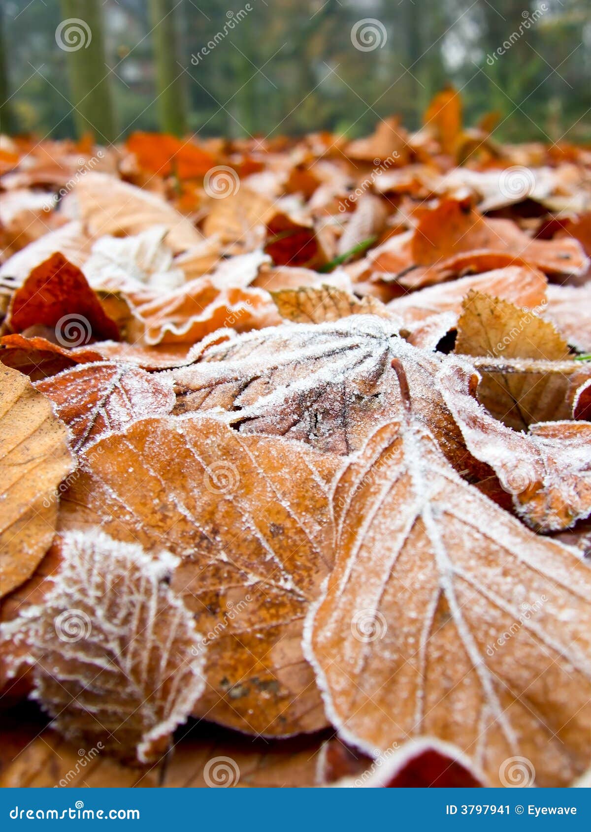 First frost stock image. Image of winter, fall, white - 3797941