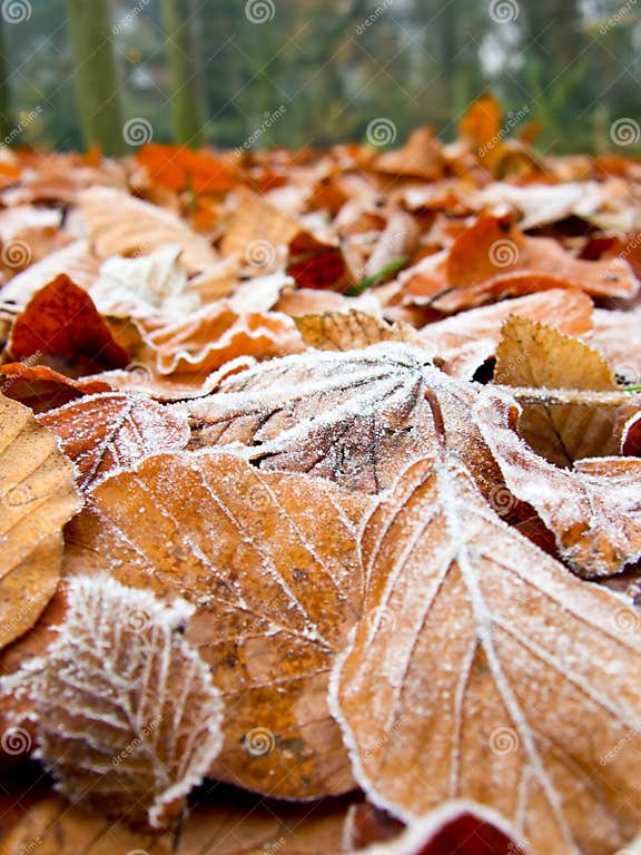 First frost stock image. Image of winter, fall, white - 3797941
