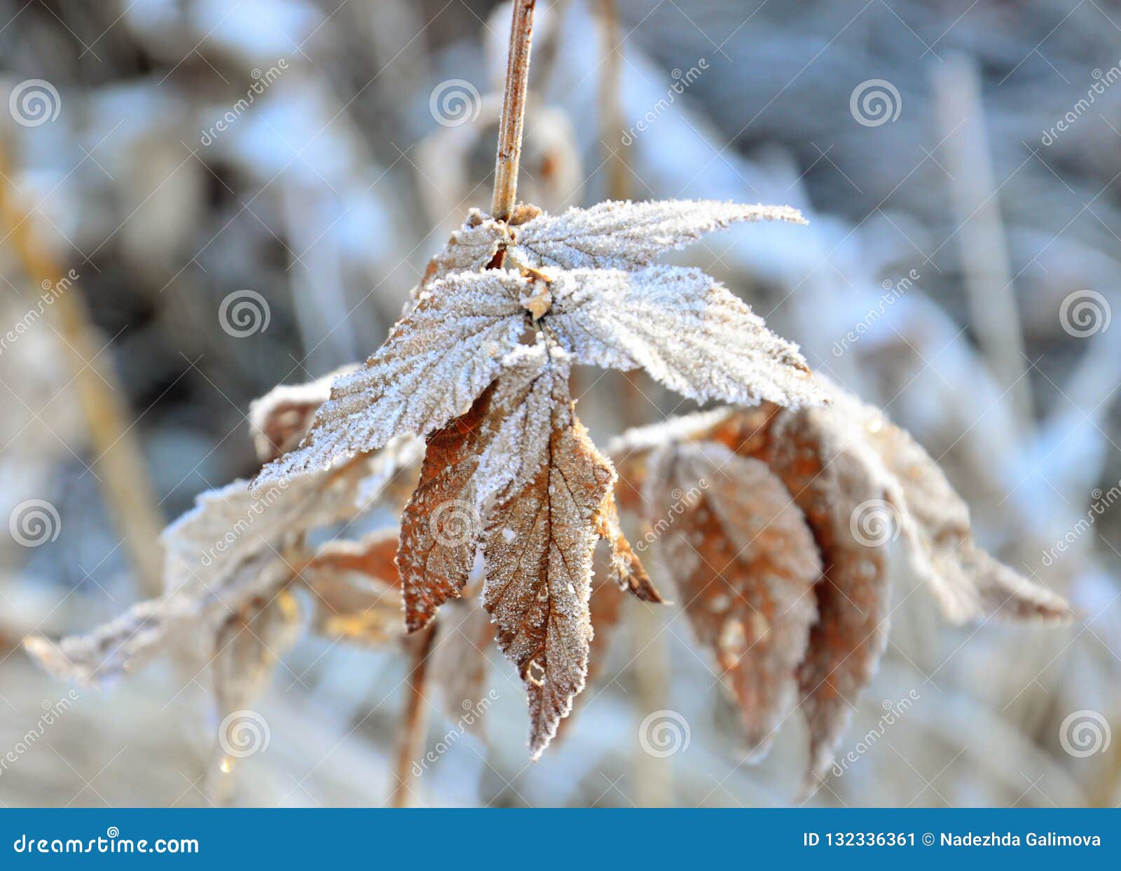 The First Frost. Autumn Morning. Field Grass in Frost. Stock Image ...