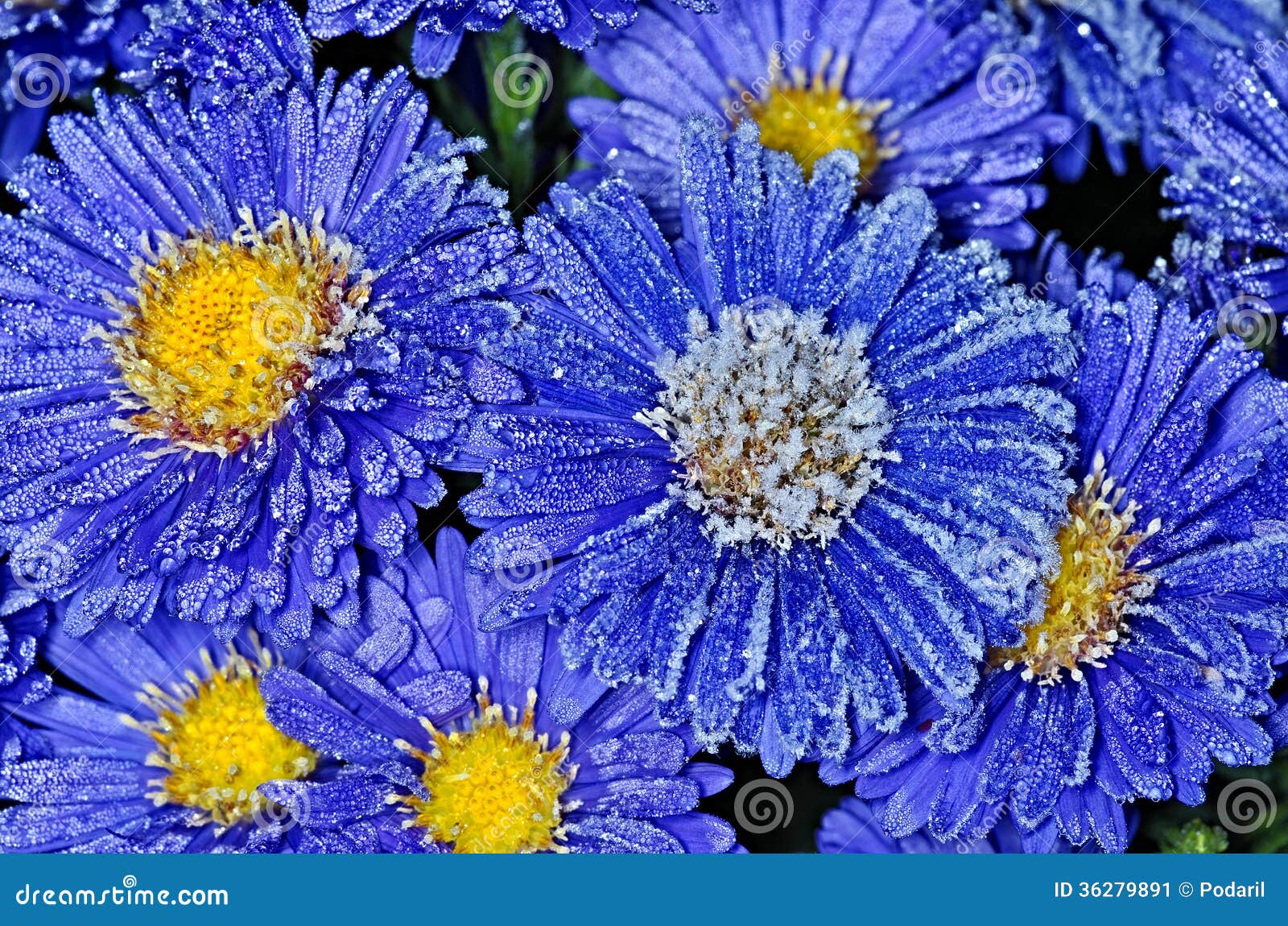 First frost stock image. Image of fine, hoarfrost, frost - 36279891