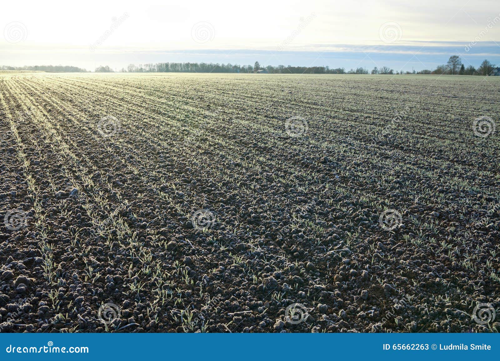 First frost on a field. stock image. Image of cool, frosted - 65662263