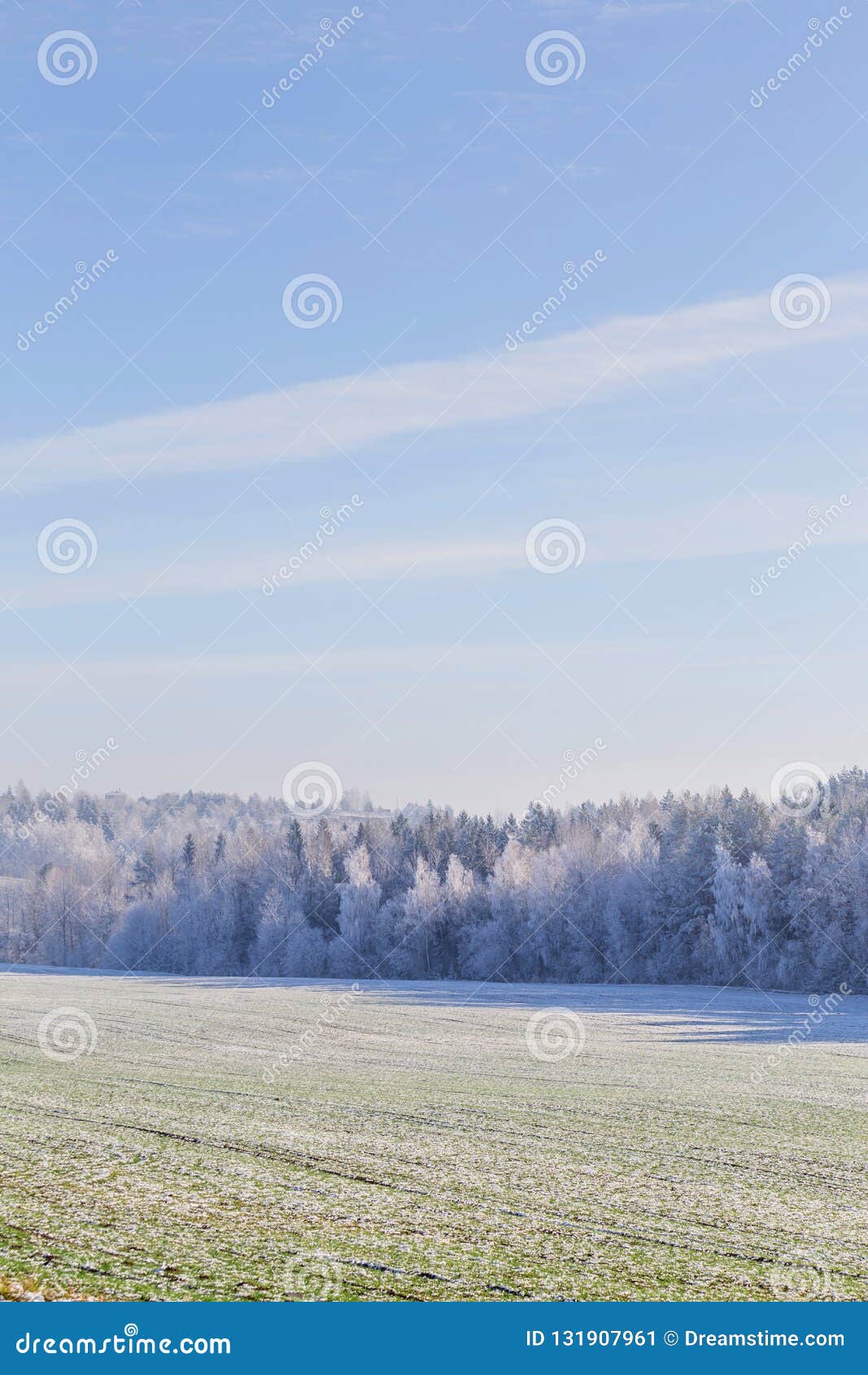 First Frost in the Forest. Belarusian Landscape. Beginning of Winter ...
