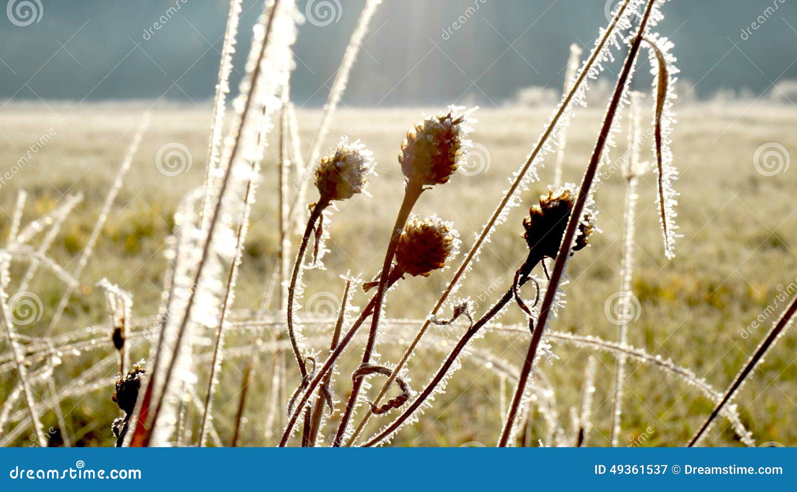 The first frost stock image. Image of morning, early - 49361537