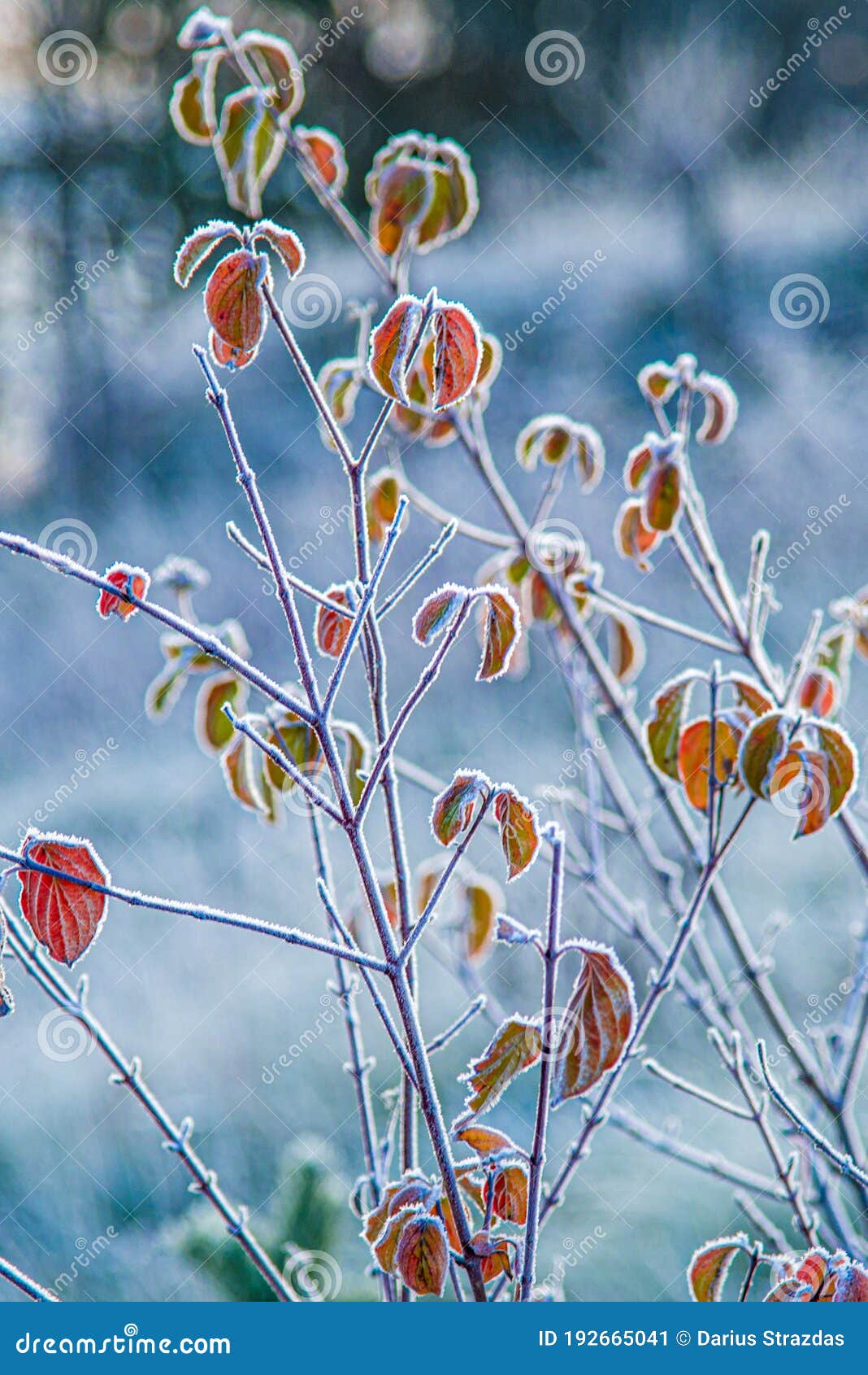 First frost on fall leaves stock image. Image of leaves - 192665041