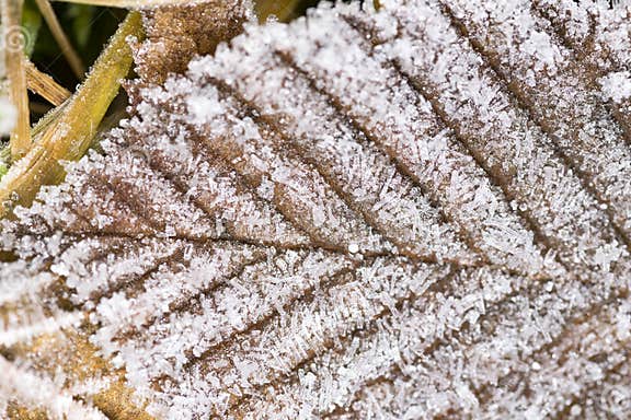 The First Frost in the Mountain Forest 2017 Stock Photo - Image of ...