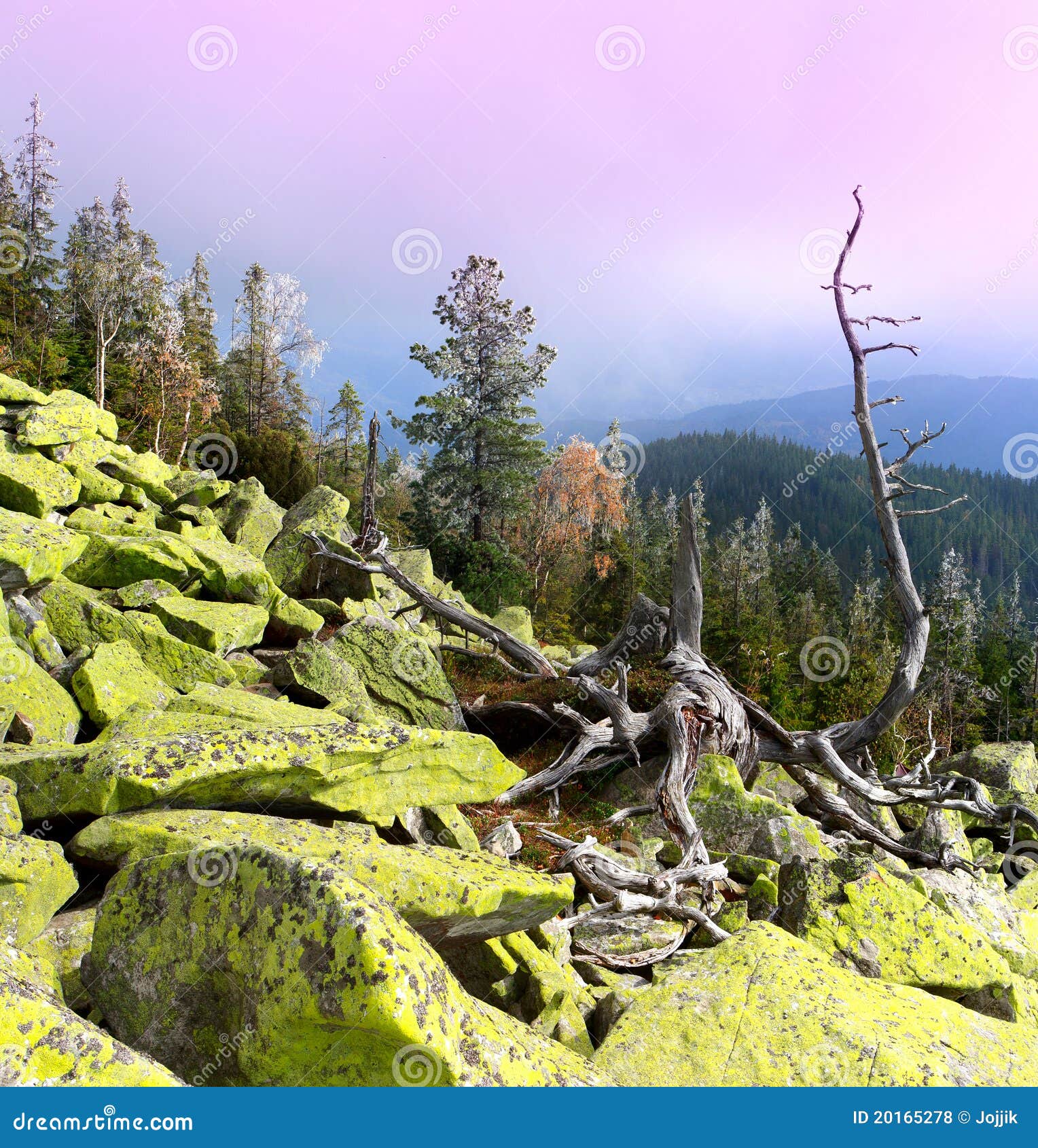 First Frost in the Mountains Stock Photo - Image of frost, outdoor ...