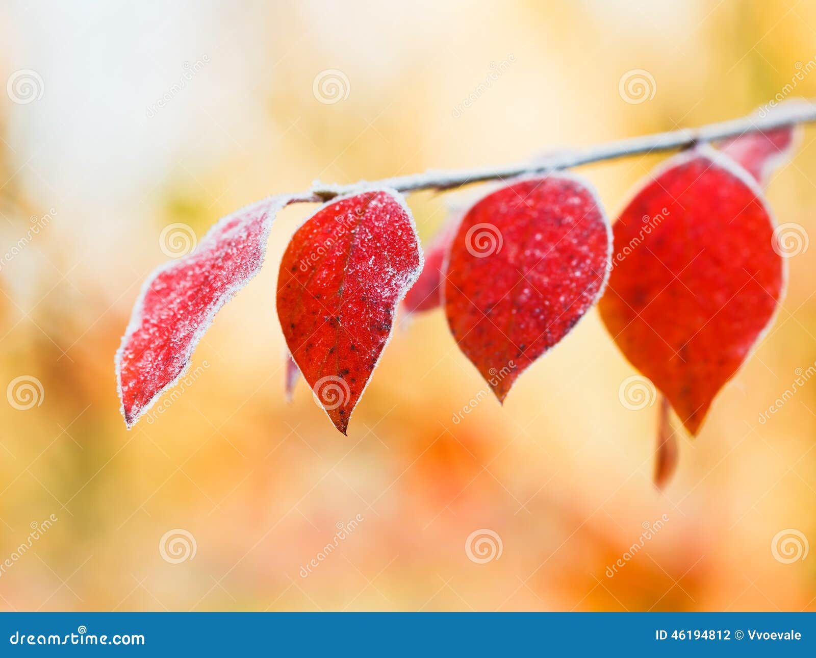 First Frost on Red Leaves in Autumn Stock Photo - Image of hoarfrost ...
