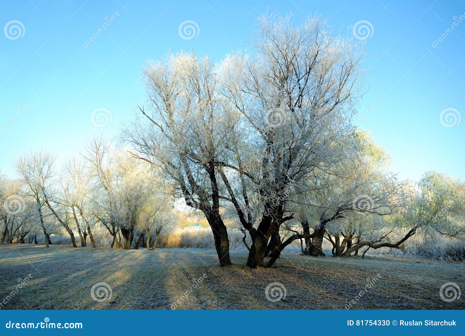 First frost tree, frost stock photo. Image of scene, frost - 81754330