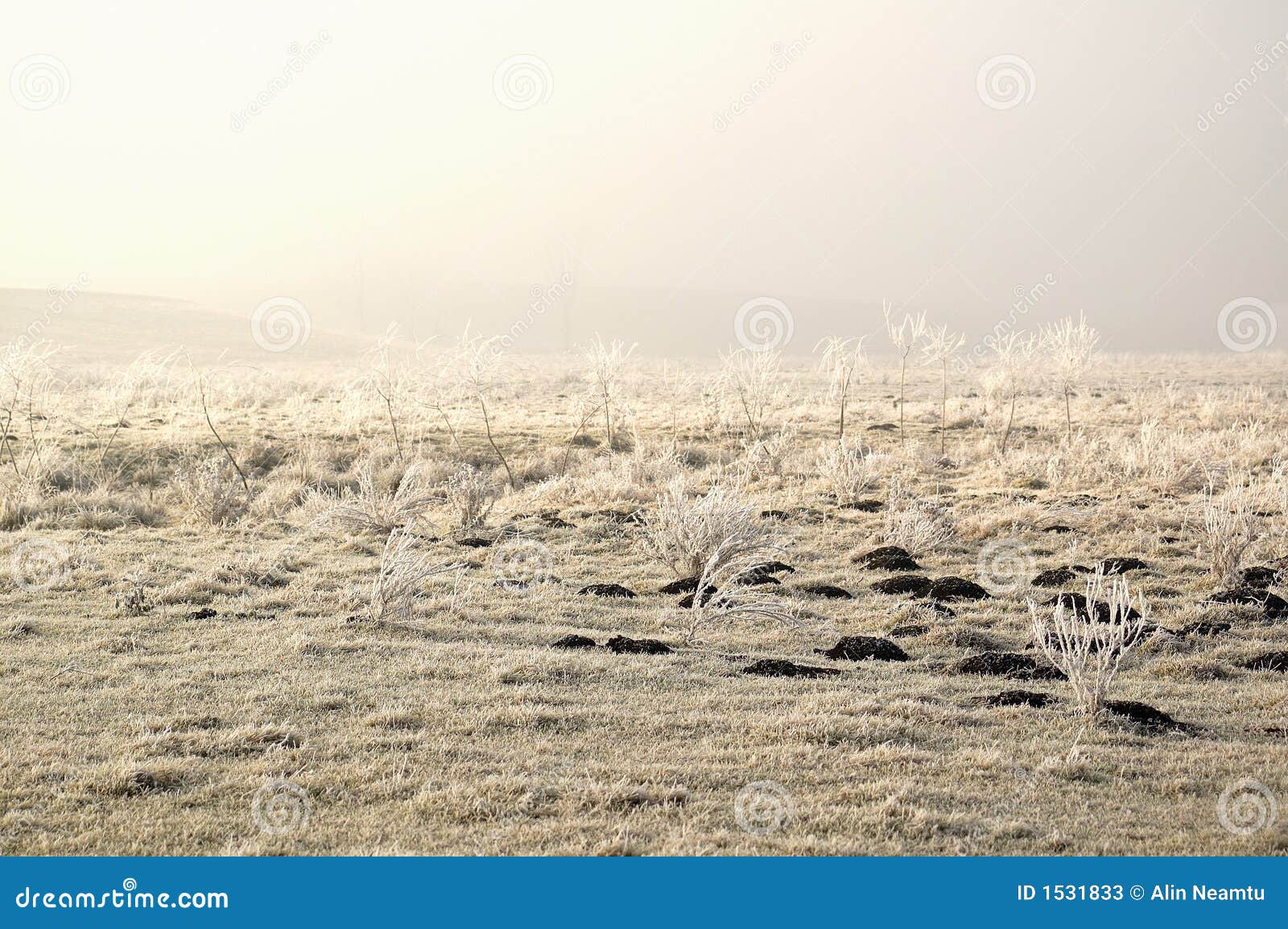 First Frost - White Light stock image. Image of frost - 1531833