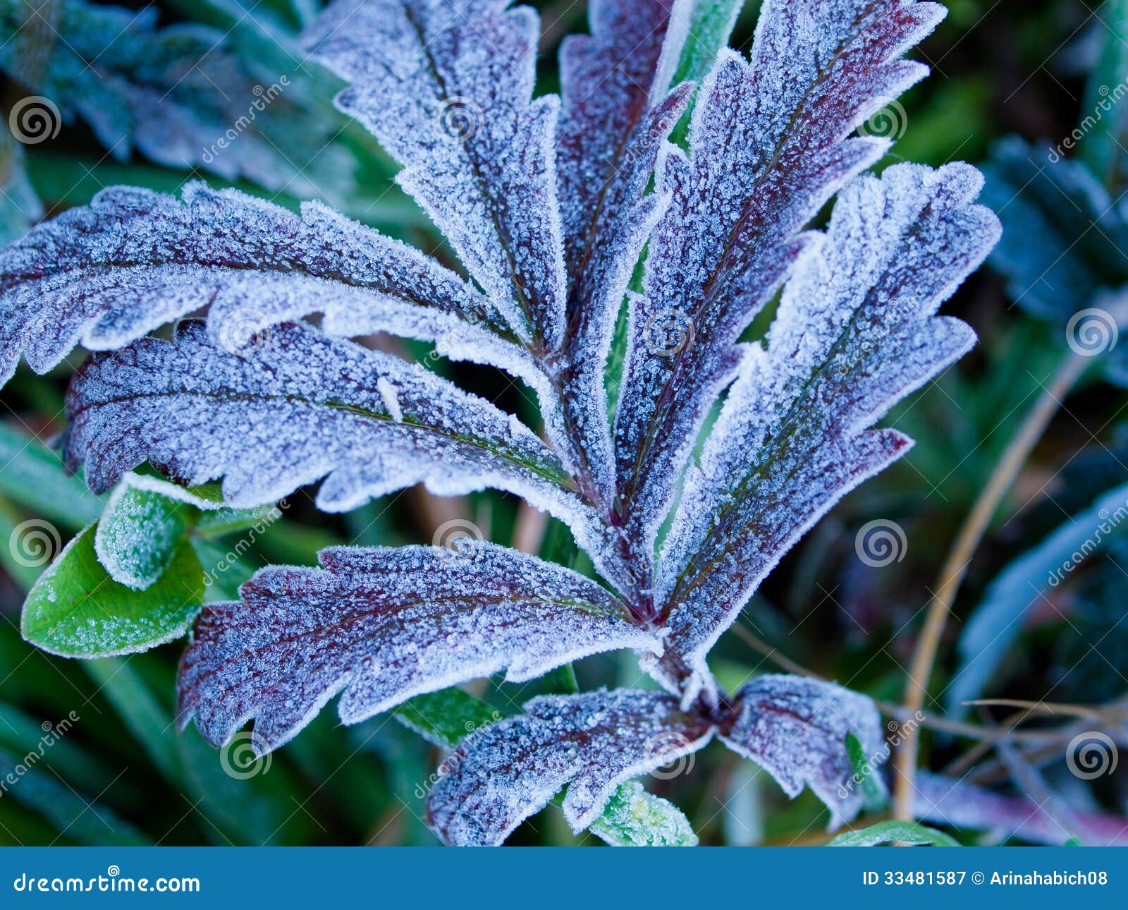 First Frost stock image. Image of animal, small, fall - 33481587