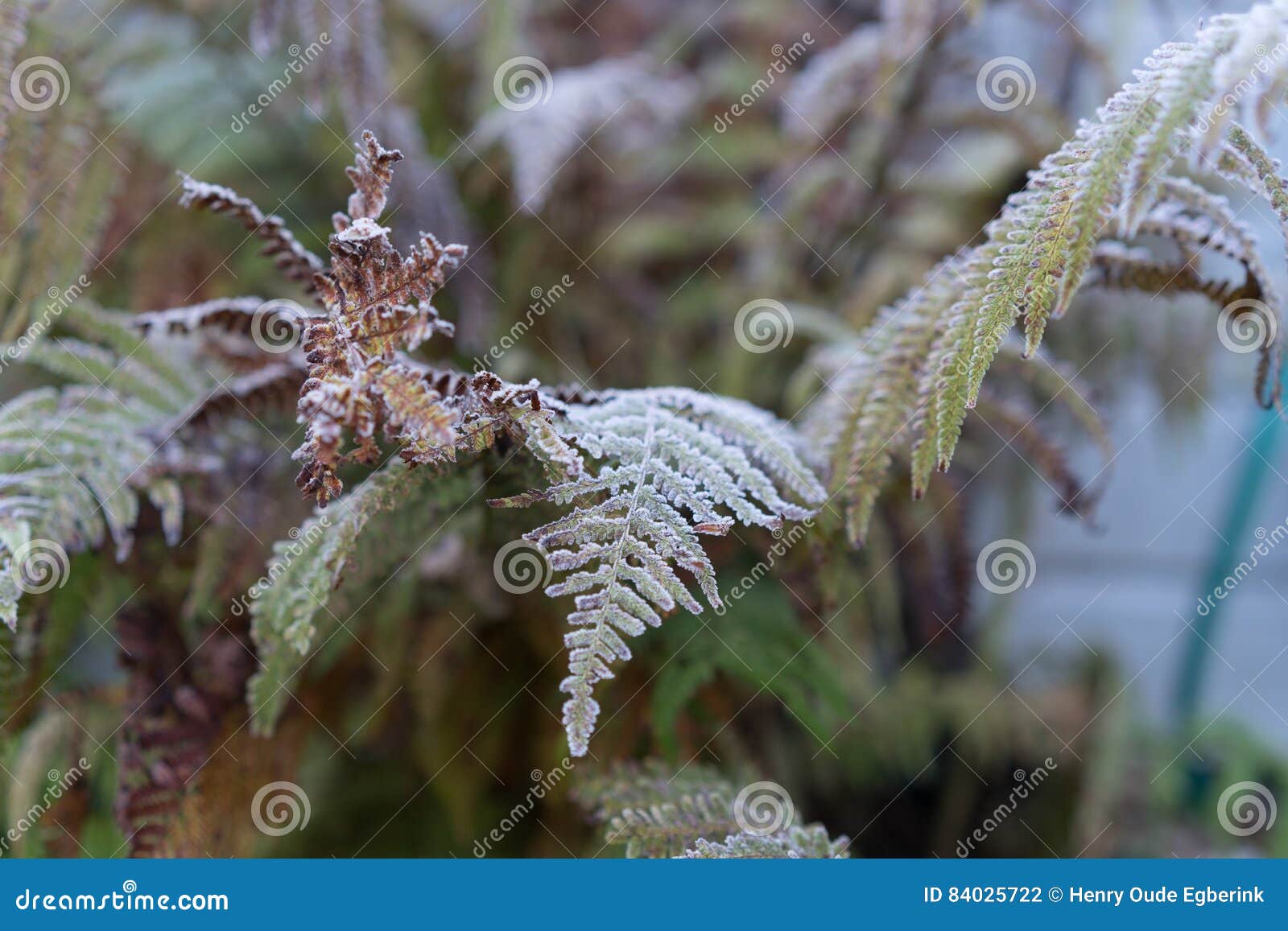First frost of the year stock photo. Image of winter - 84025722