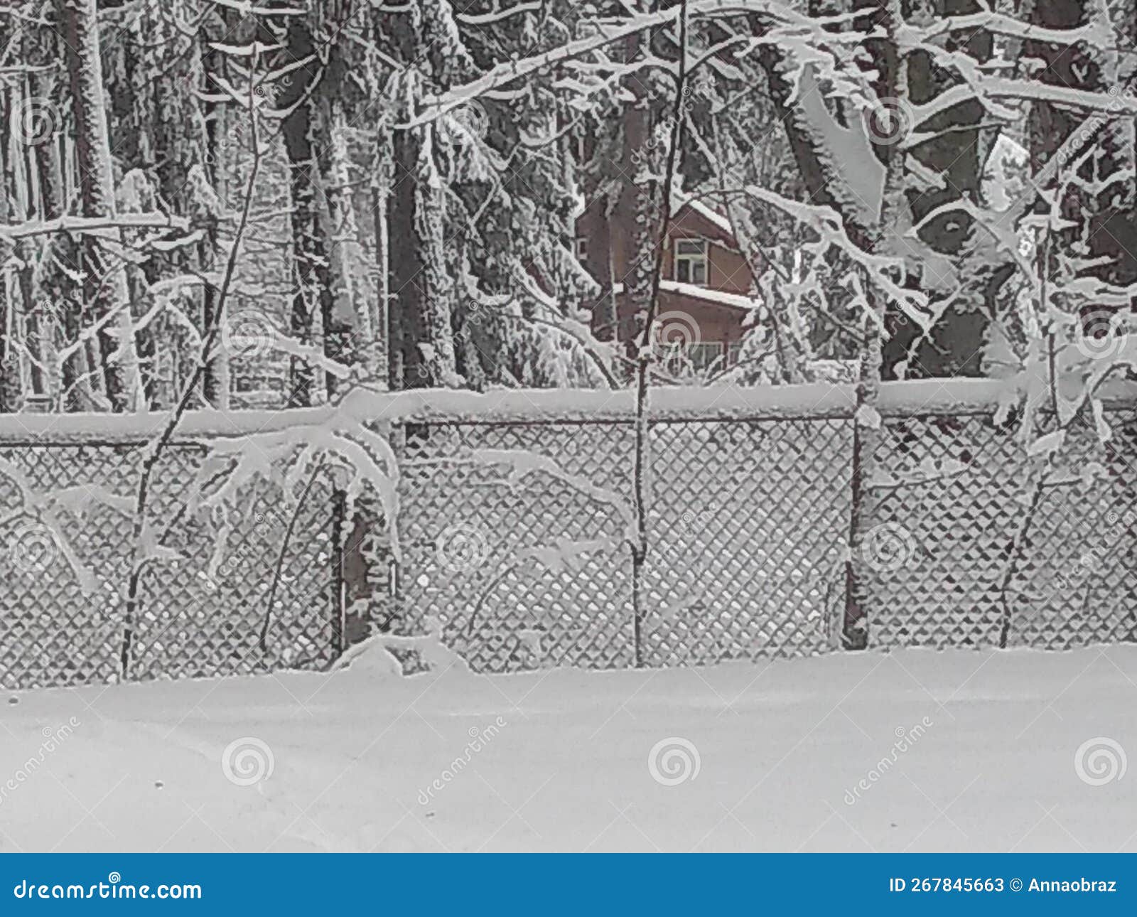 First Frosts, the Beginning of Winter. First Snow on Tree Branches ...