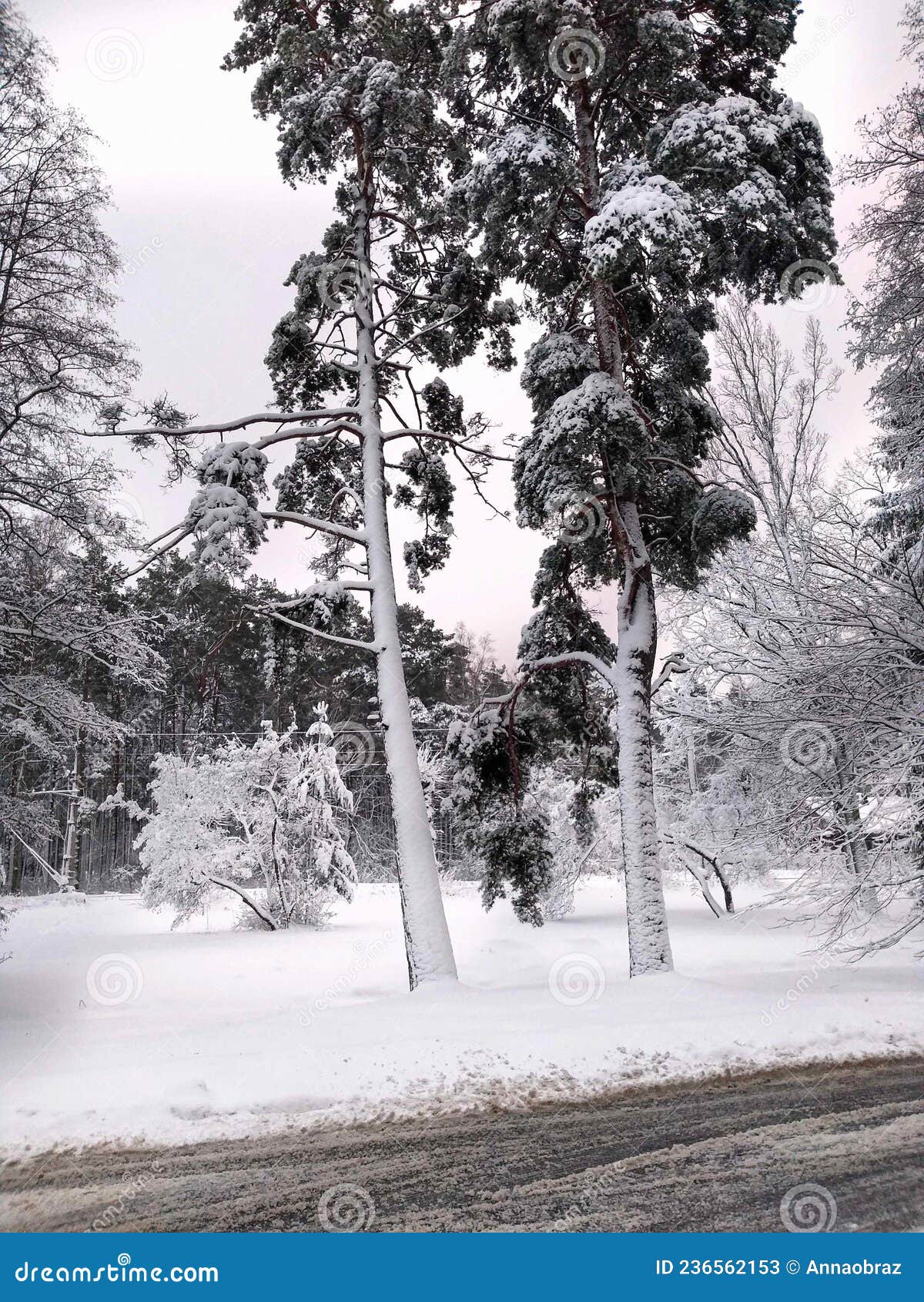 First Frosts, the Beginning of Winter. First Snow on Tree Branches ...