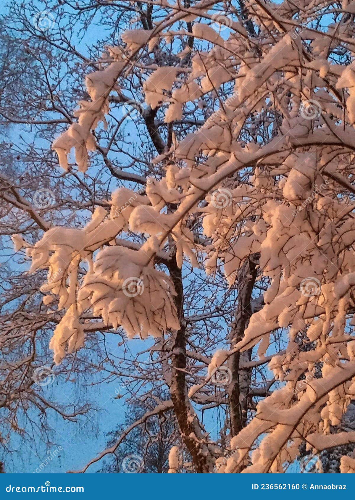 First Frosts, the Beginning of Winter. First Snow on Tree Branches ...