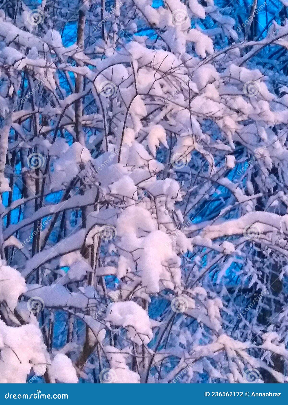 First Frosts, the Beginning of Winter. First Snow on Tree Branches ...