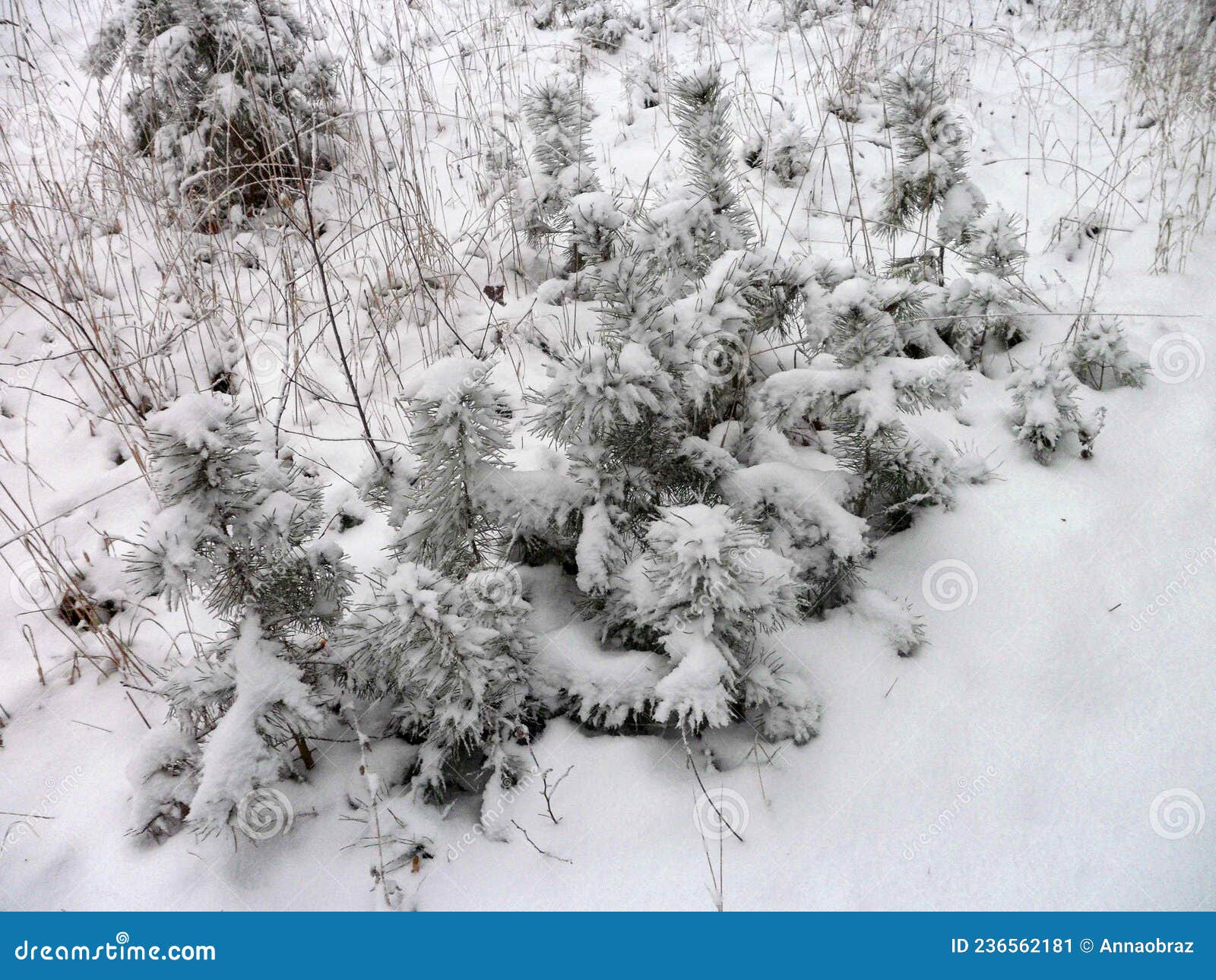 First Frosts, the Beginning of Winter. First Snow on Tree Branches ...