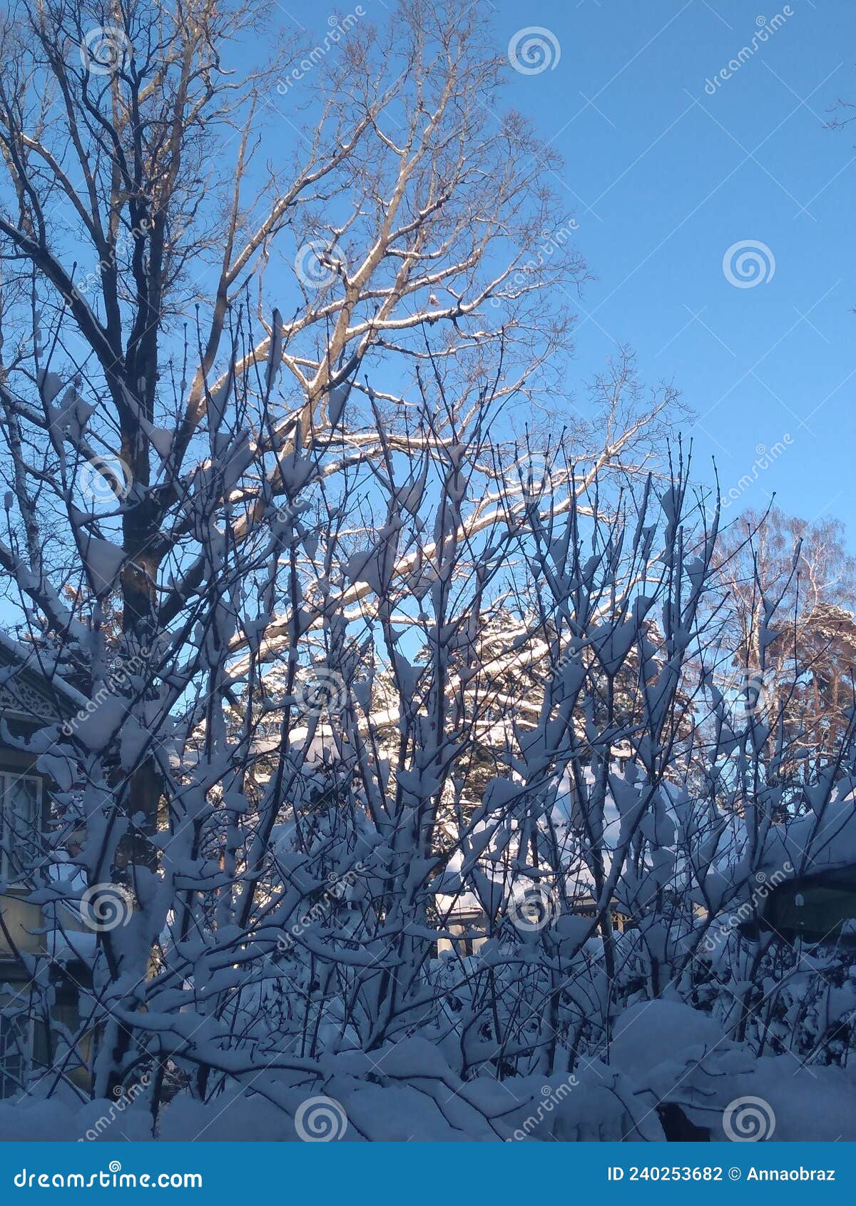 First Frosts, the Beginning of Winter. First Snow on Tree Branches ...