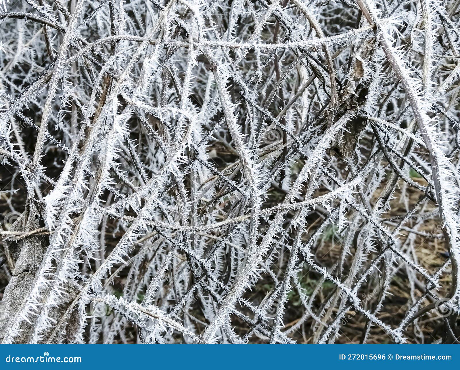 The First Frosts Covered the Branches of the Bush with Thin Ice .the ...