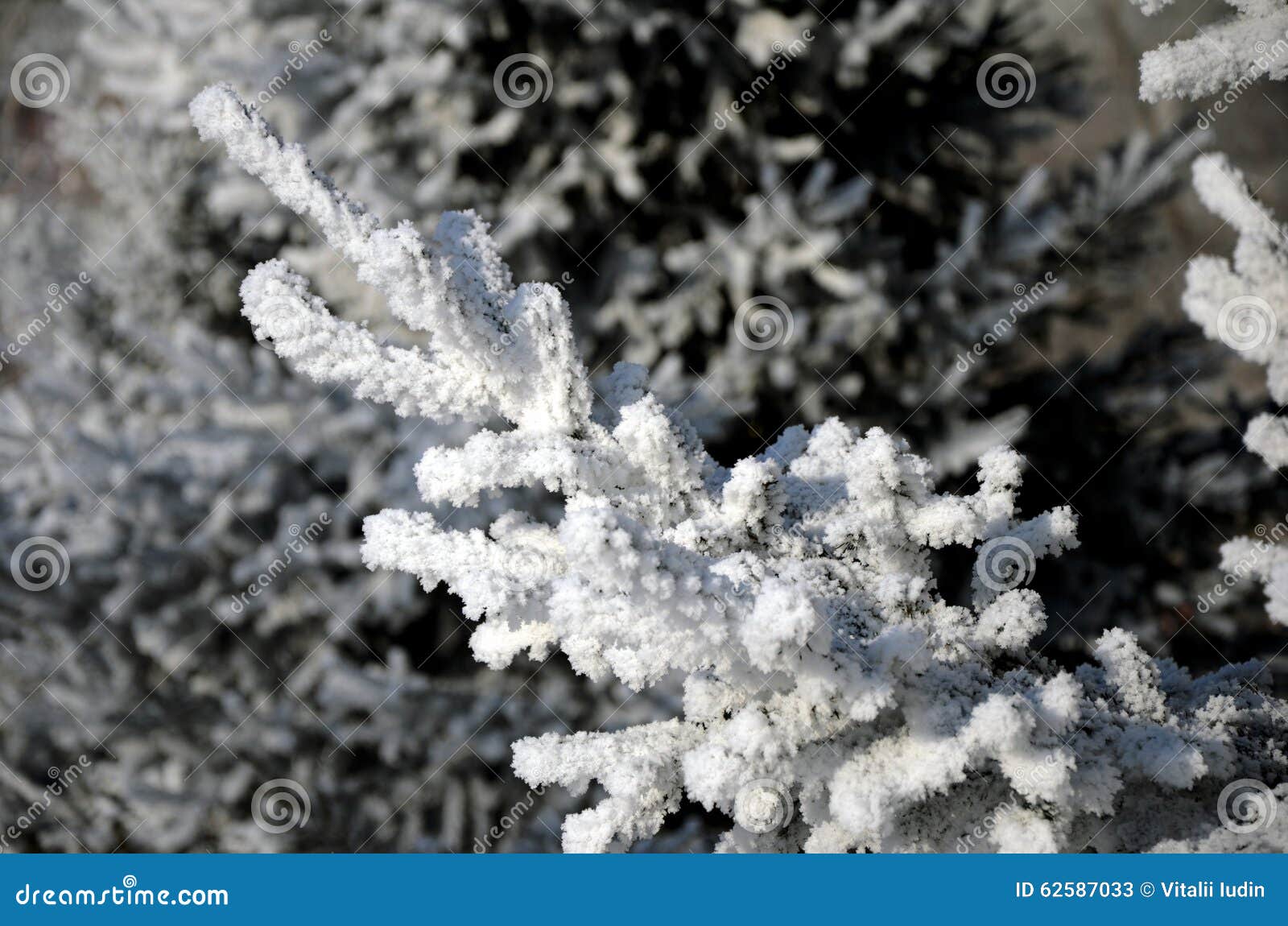 The first frosts stock image. Image of layer, branch - 62587033