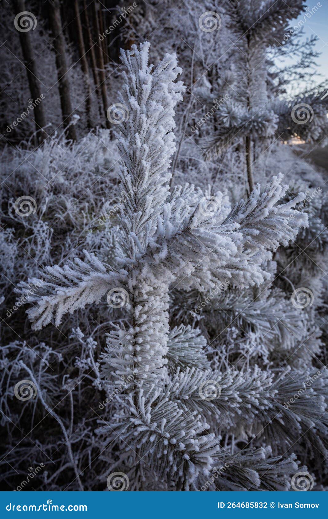 The First Frosts and Frost in the Wild Stock Photo - Image of full ...