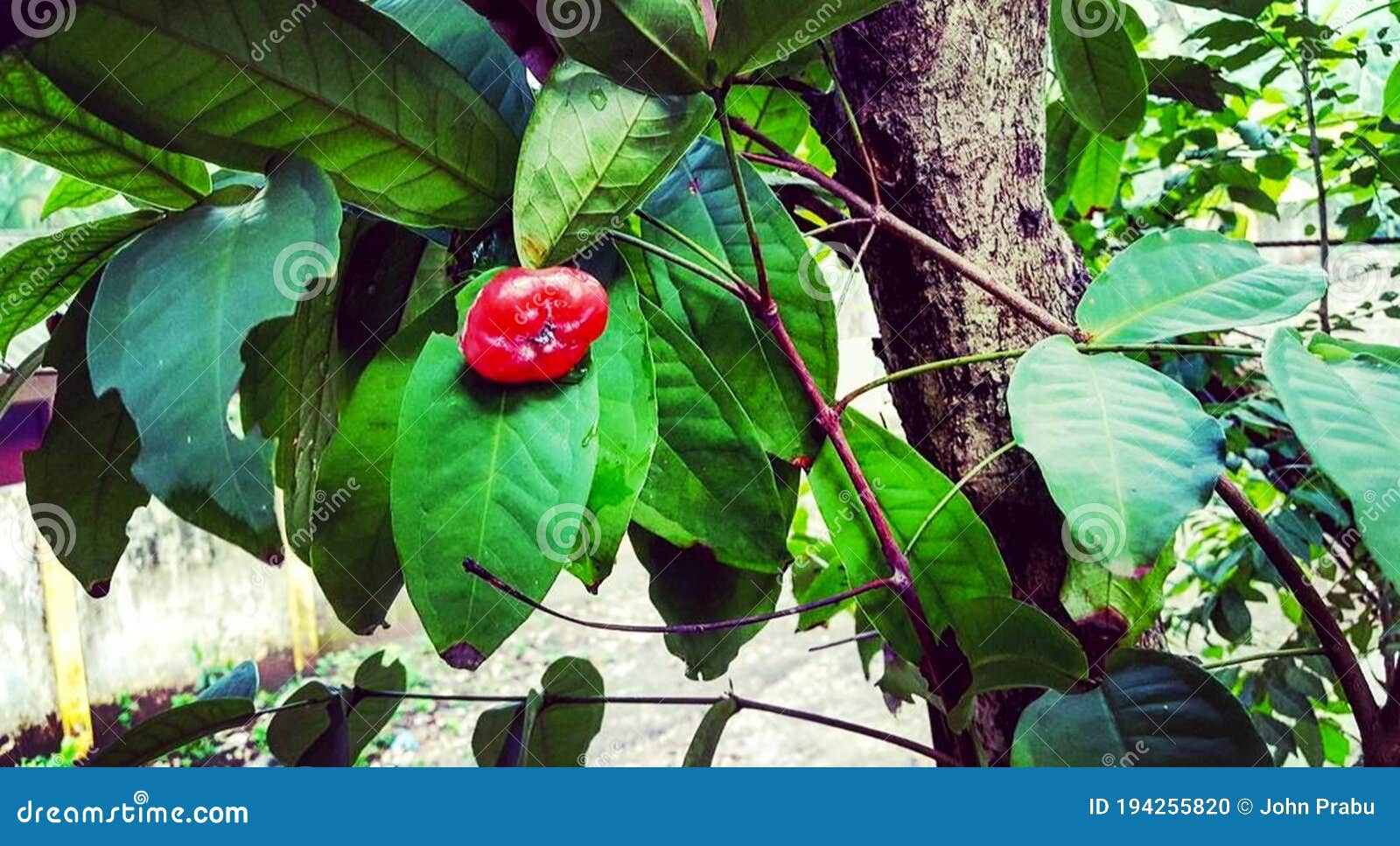 First Fruit Growing in My Favourite Tree Stock Photo - Image of forest ...