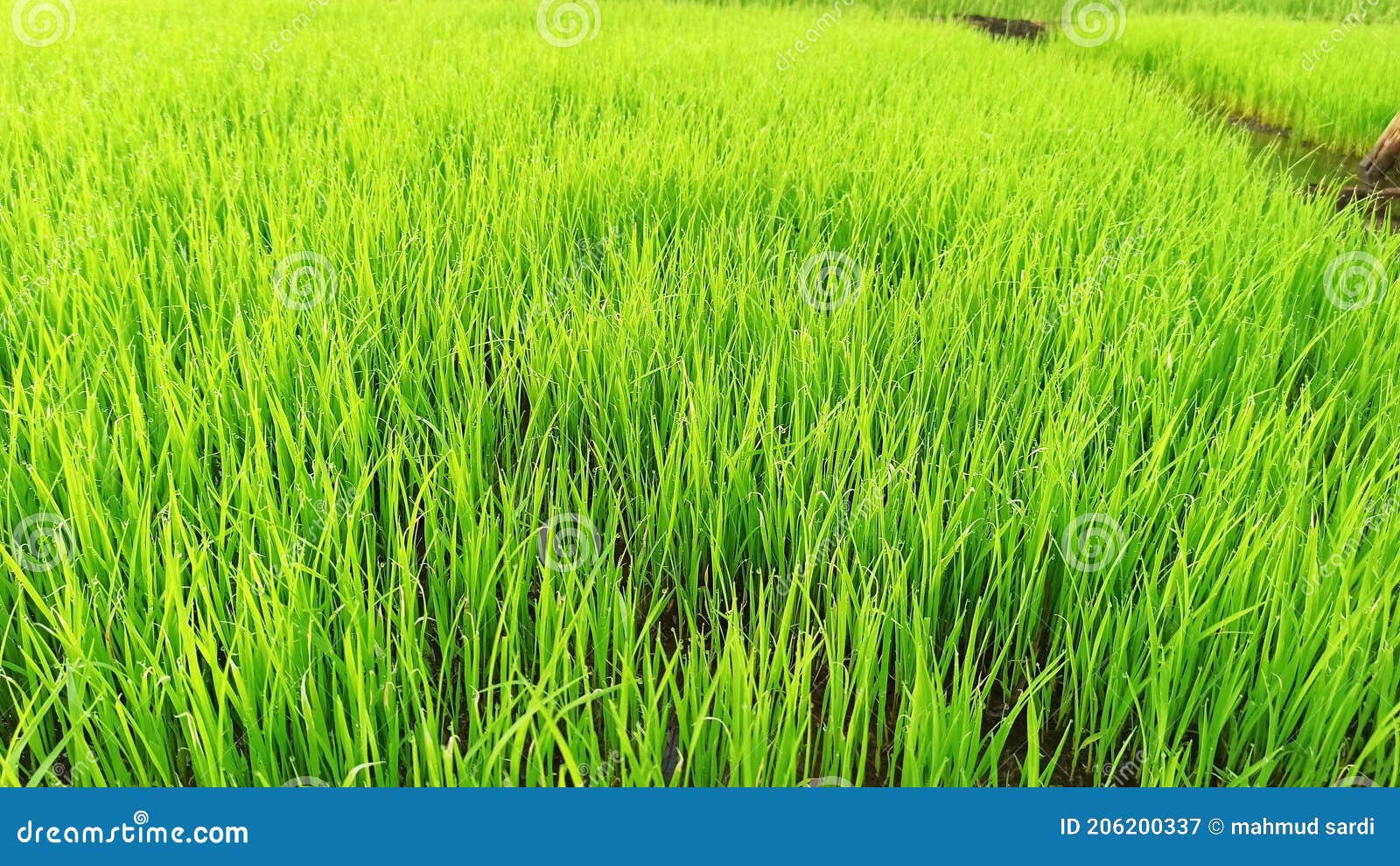 870 Weeds Rice Plant Photos - Free & Royalty-Free Stock Photos from ...