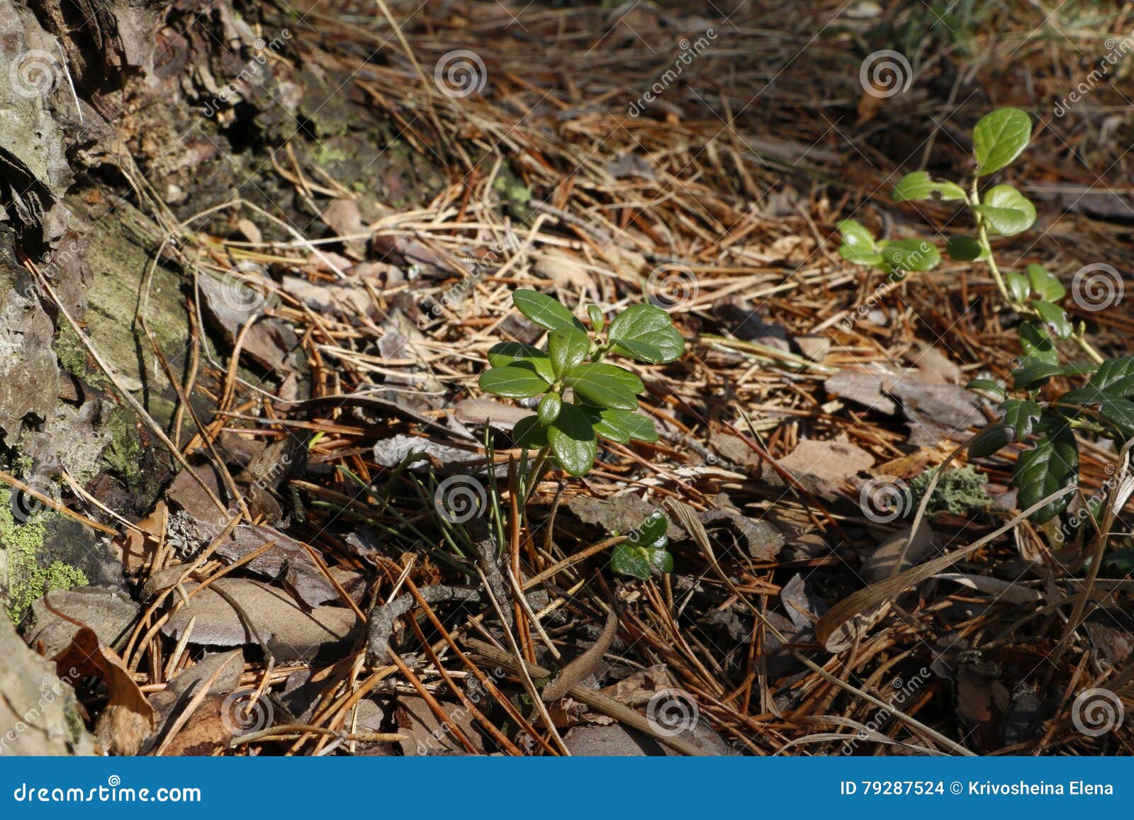 First grass in a forest stock photo. Image of autumn - 79287524