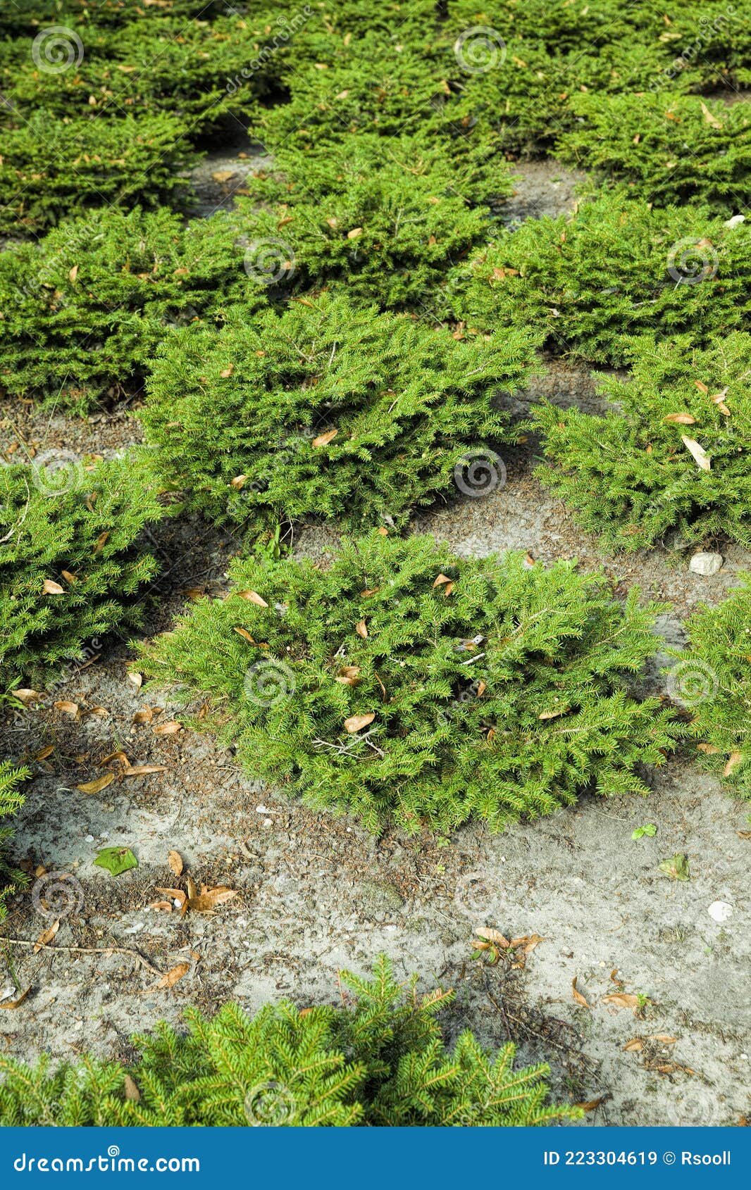 Pine tree stock image. Image of evergreen, largeleaf - 223304619