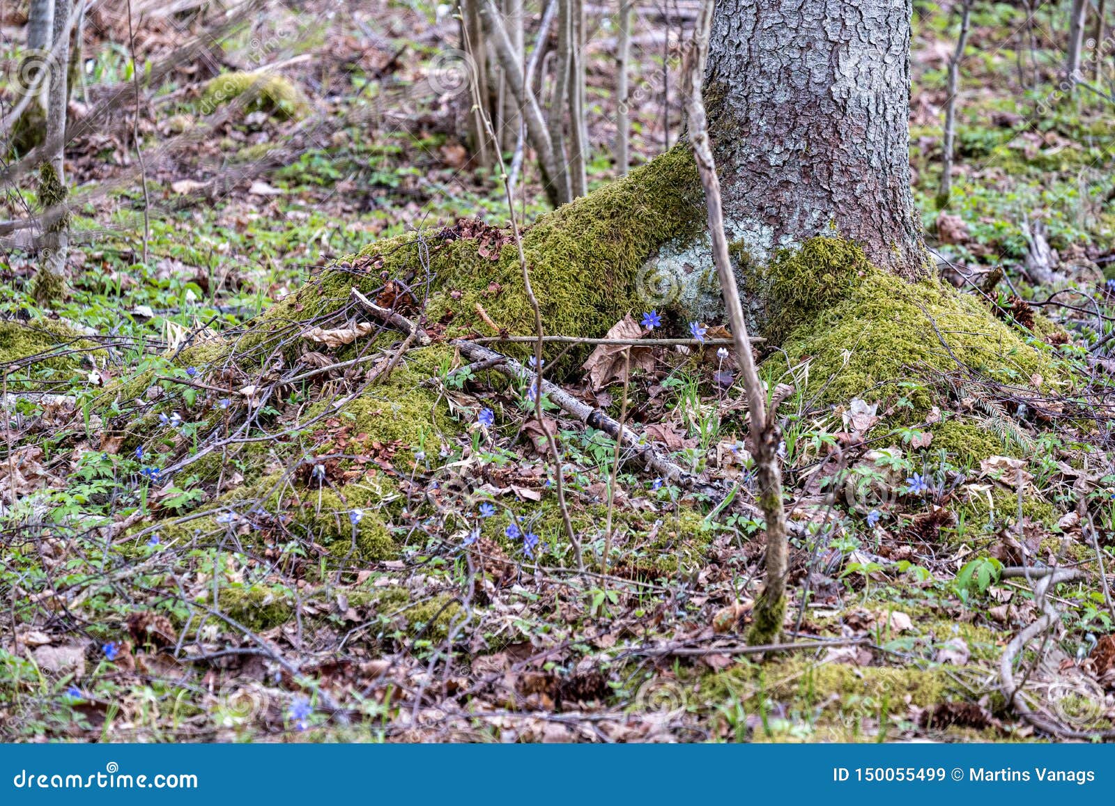 First Green Foliage Sprouting from Empty Ground in the Spring Stock ...