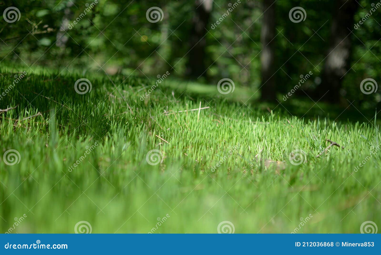 The First Green Grass in the Spring Forest. Young Green Grass Stock ...