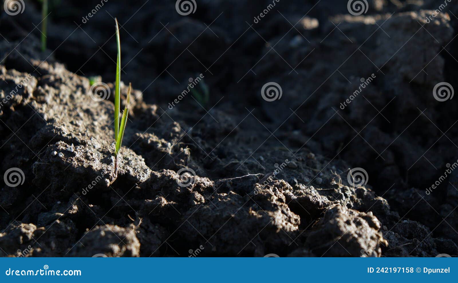 The First Green Grass Sprouts from the Ground in Spring Stock Photo ...