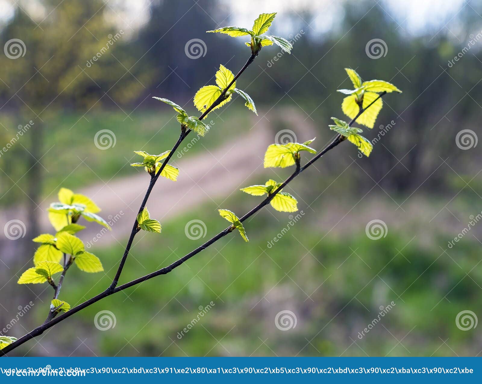 The First Green Leaves on the Birch in Spring Stock Photo - Image of ...