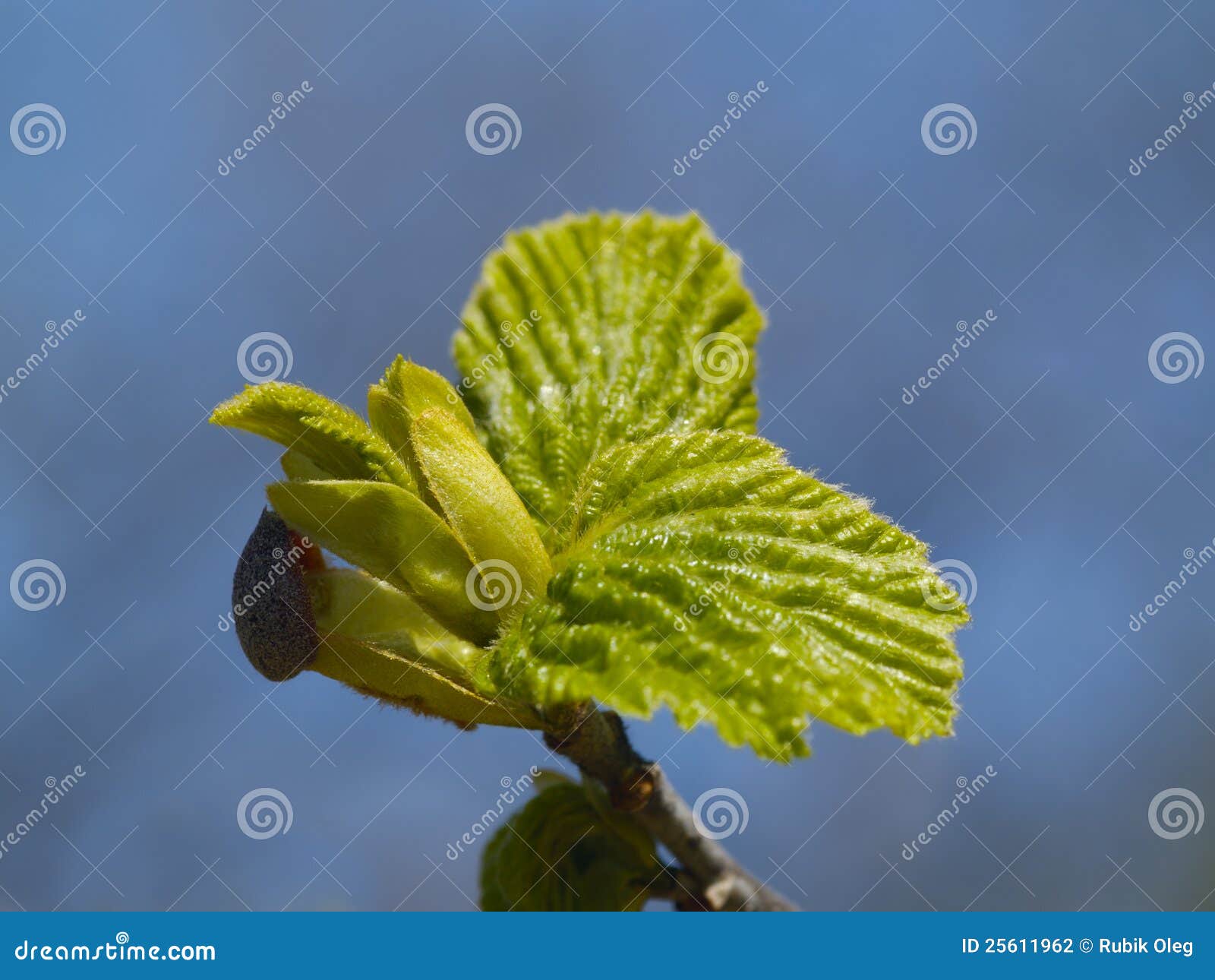 The First Green Leaves in Spring Stock Photo - Image of sheet, bush ...