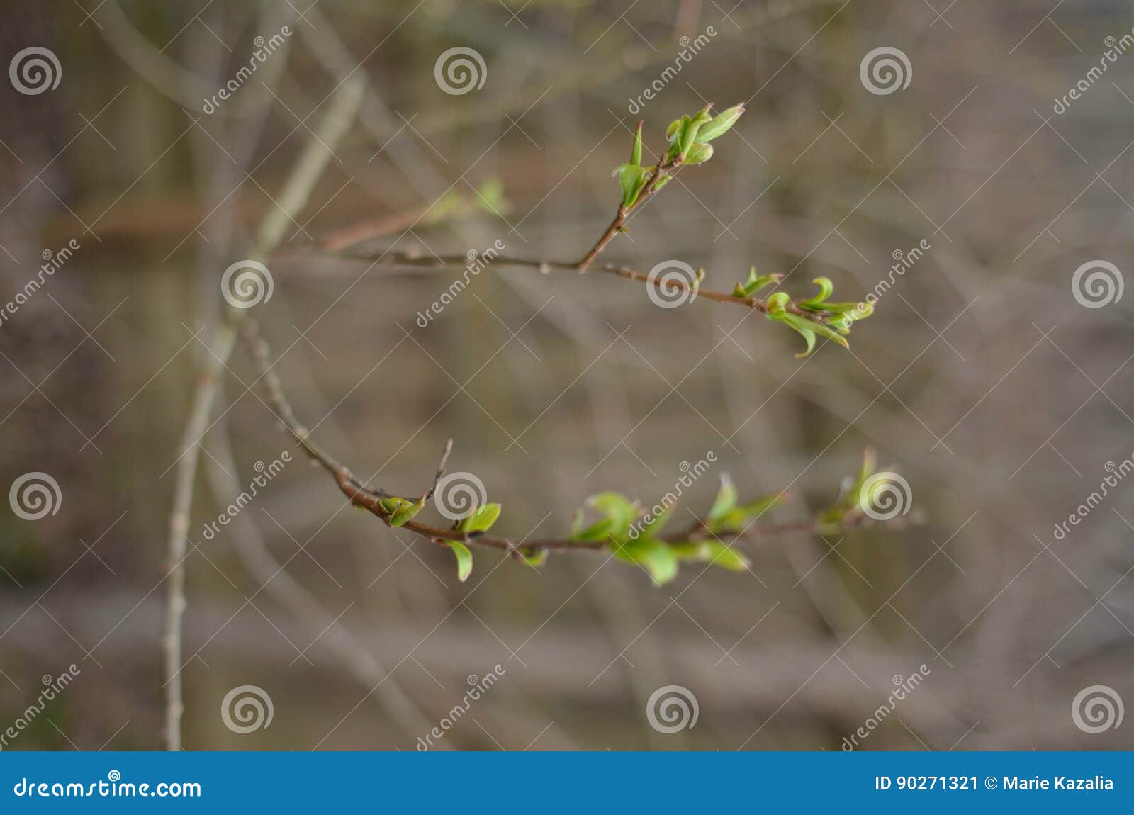 First Green Leaves of Spring Emerging on Branch Stock Image - Image of ...