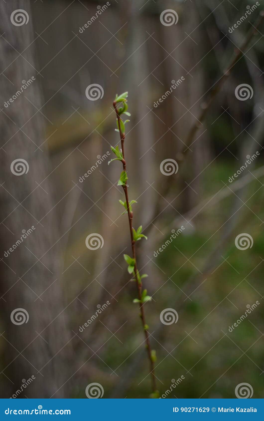 First Green Leaves of Spring Emerging on Branch Stock Image - Image of ...