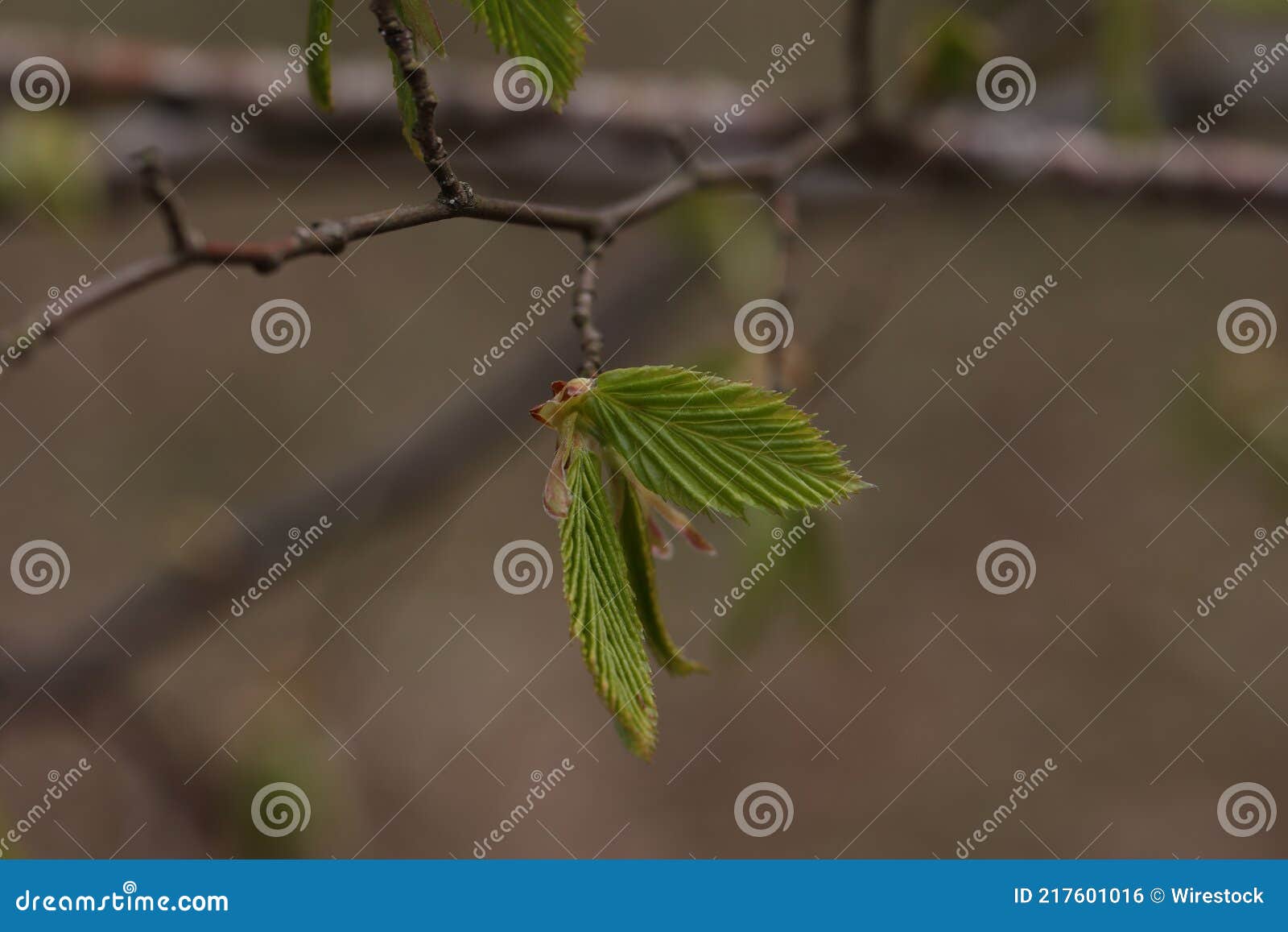 First Green Leaves on Trees in Spring Stock Photo - Image of growth ...