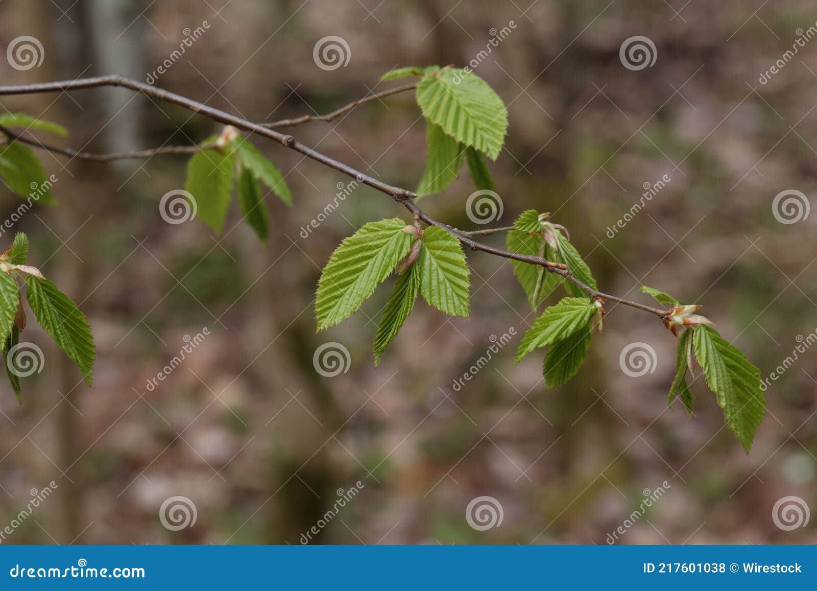 First Green Leaves on Trees in Spring Stock Photo - Image of plant ...