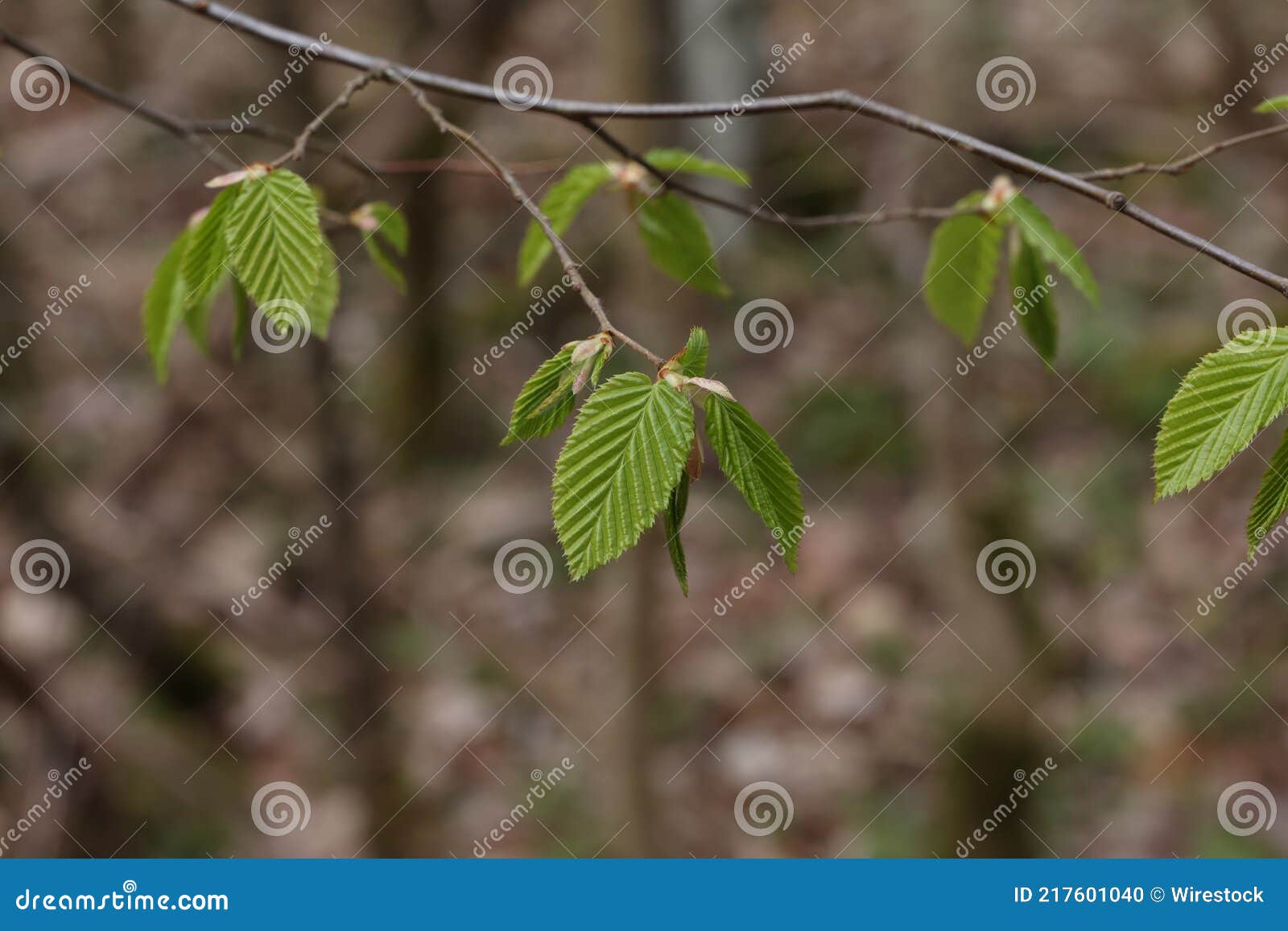 First Green Leaves on Trees in Spring Stock Photo - Image of leaves ...
