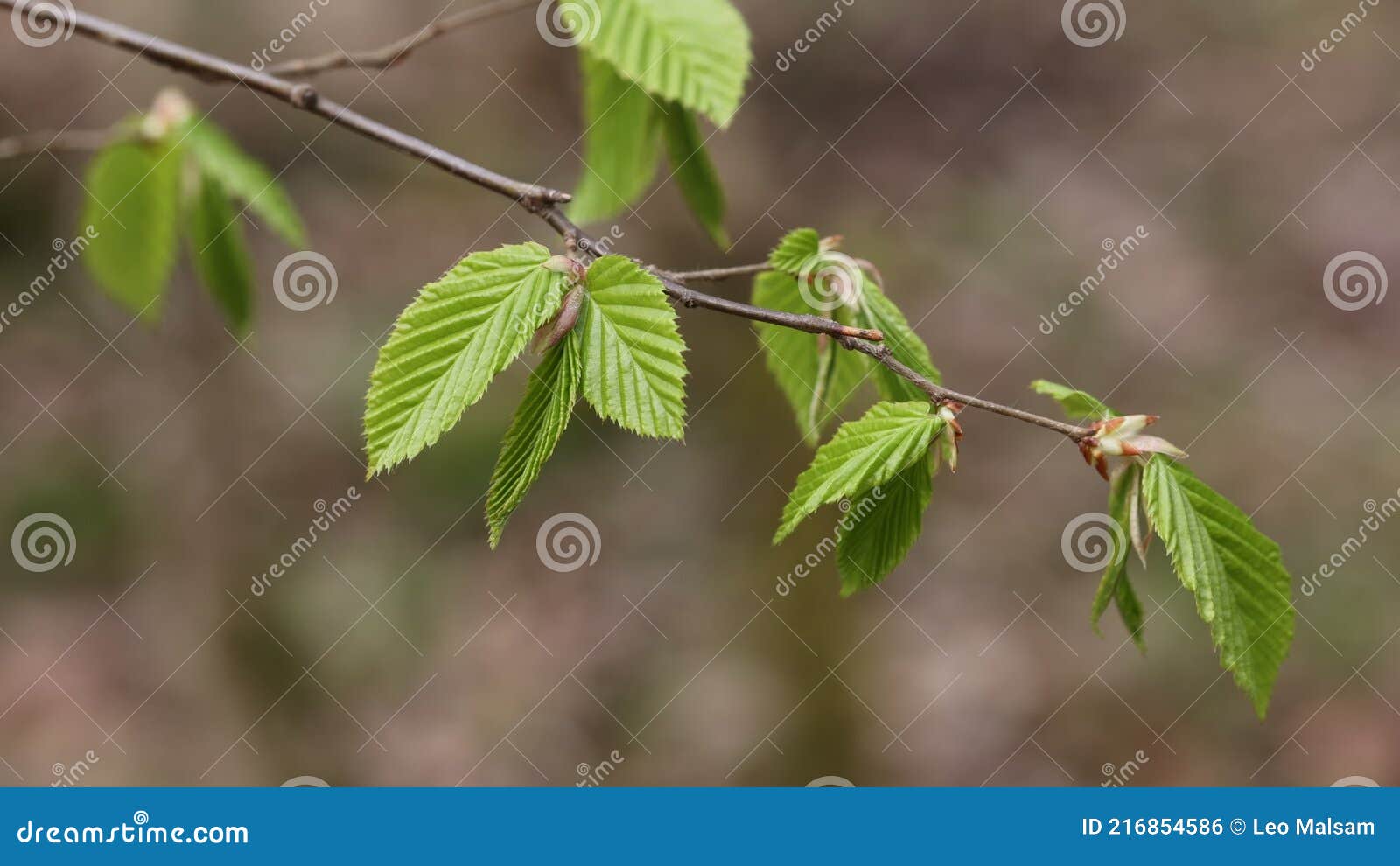 The First Green Leaves on Trees in Spring Stock Footage - Video of ...