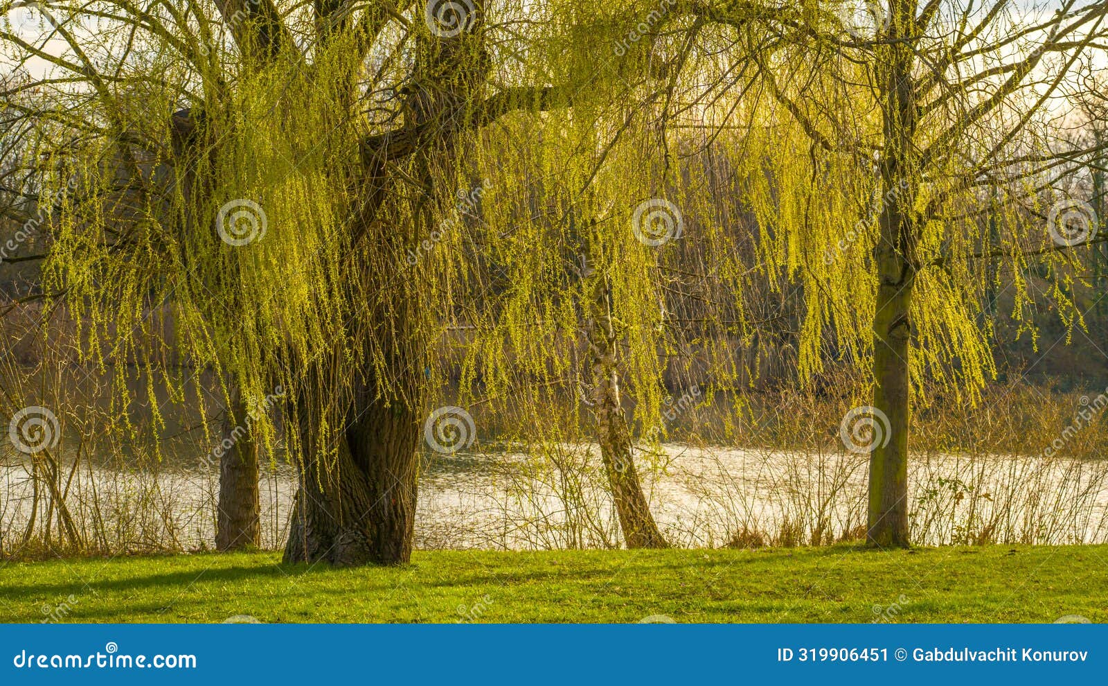 The First Green Leaves of a Weeping Willow in Spring by the Lake Stock ...