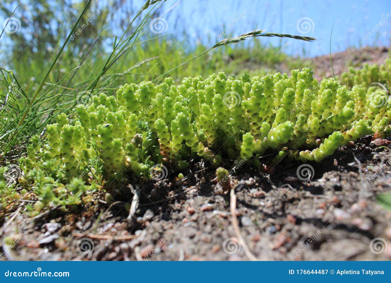 The First Spring Sprouts in the Park Stock Image - Image of spring ...