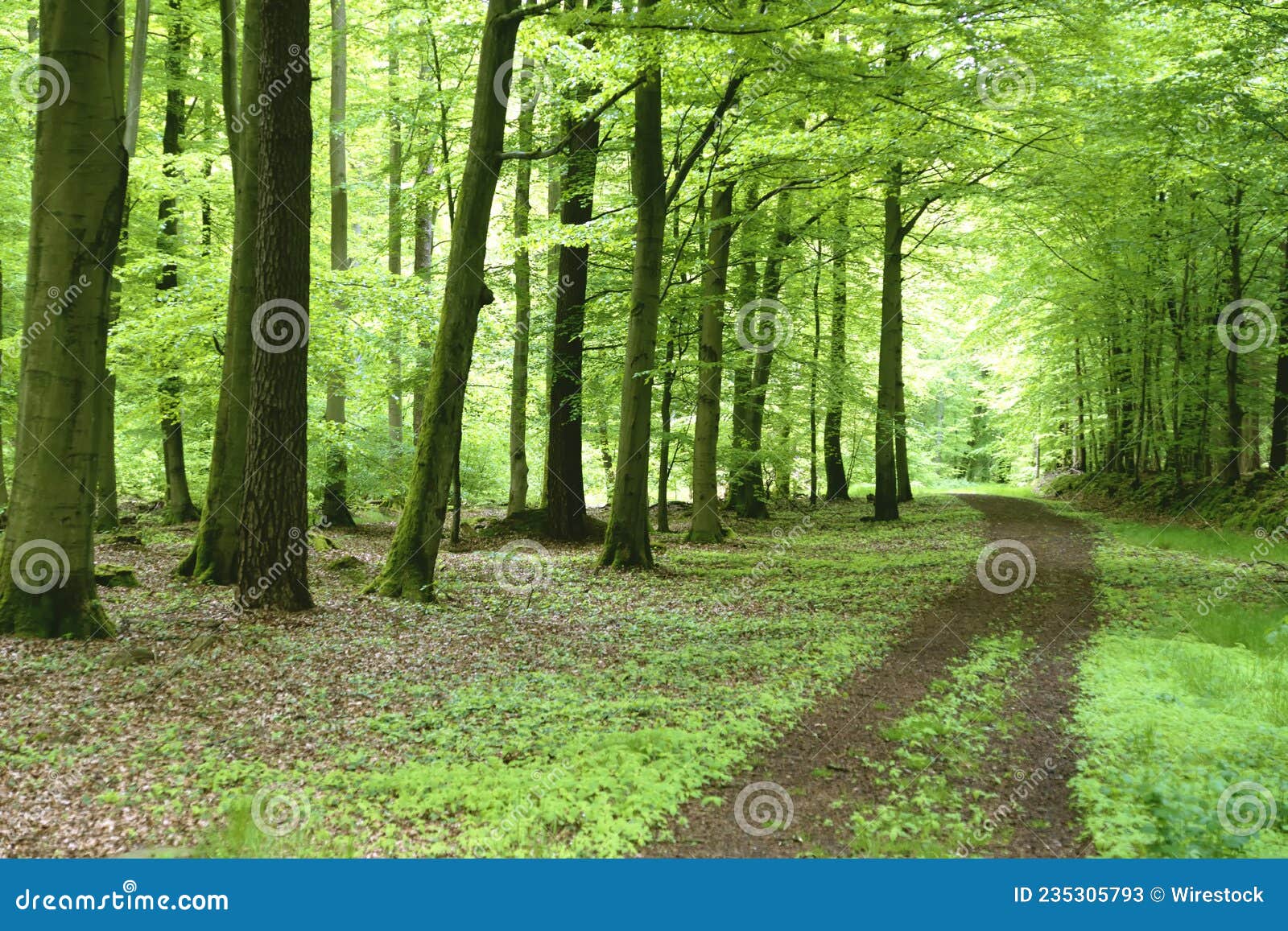 First Green Shoots in the Forest Stock Image - Image of fall, tree ...