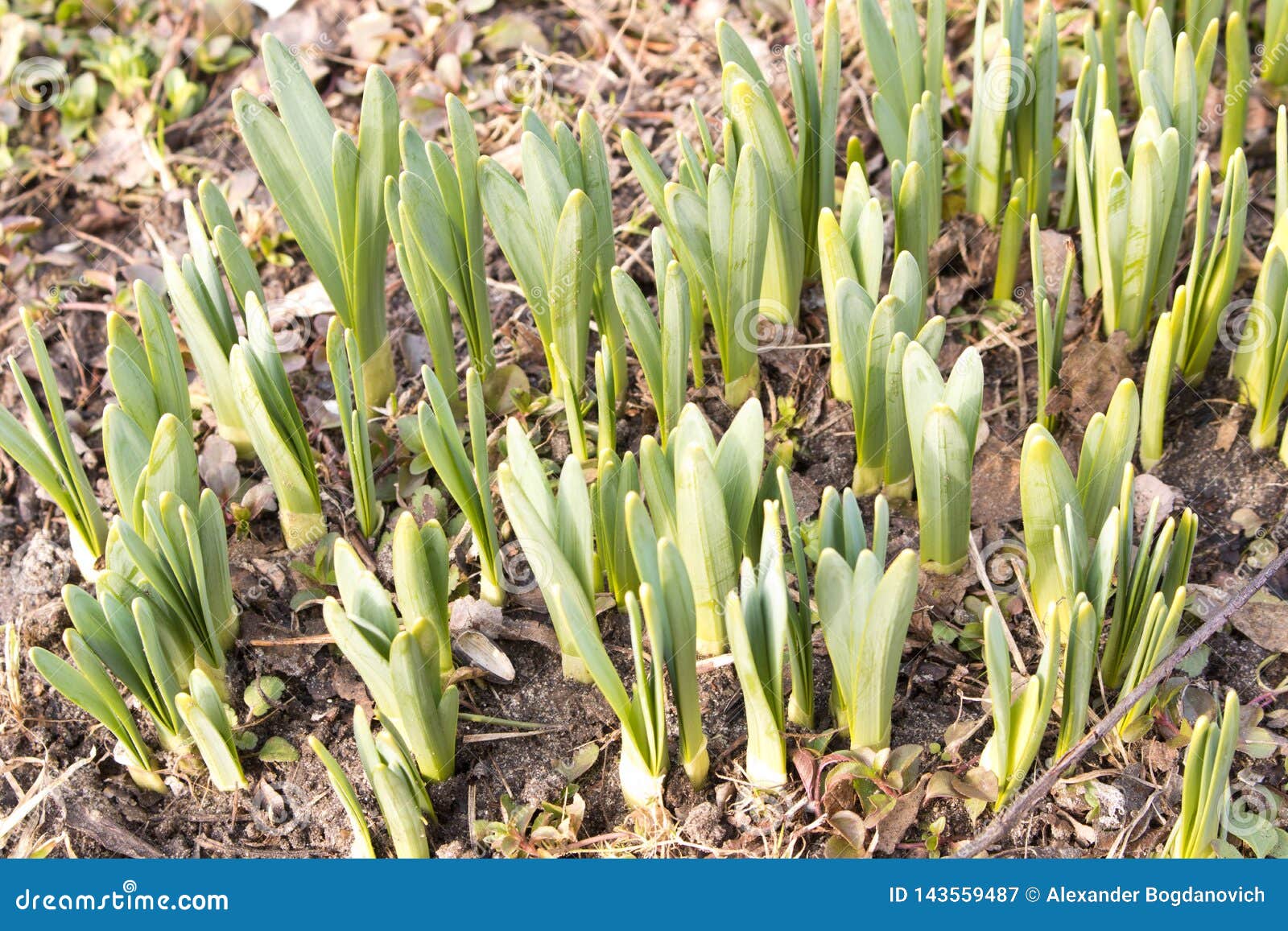 The First Green Shoots Make Their Way through the Ground. Arrival of ...