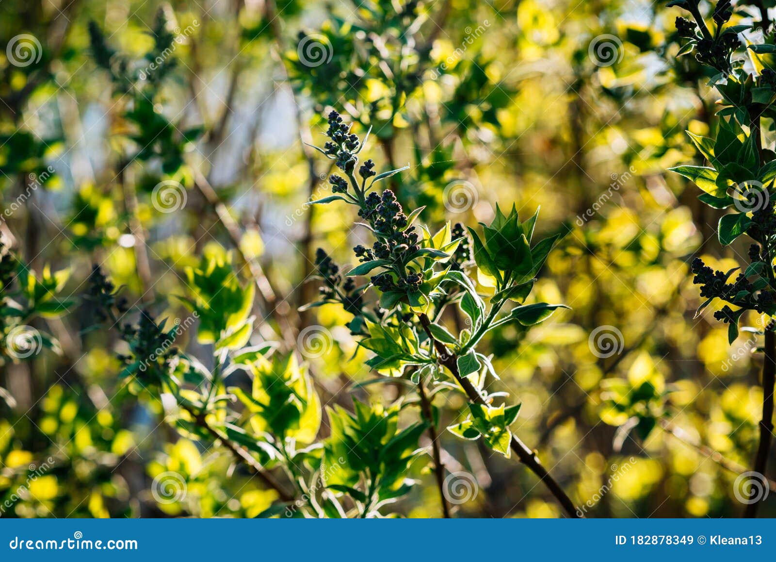 First Green Spring Leaves in the Sunlight Stock Image - Image of forest ...