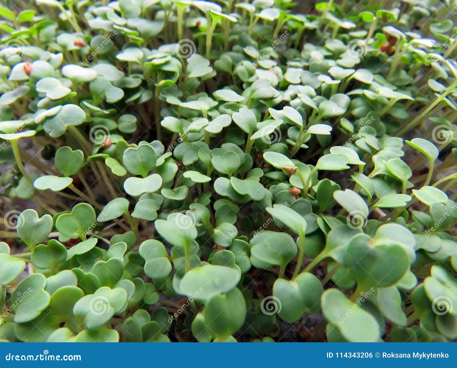 The first shoots of plants stock photo. Image of healthy - 114343206