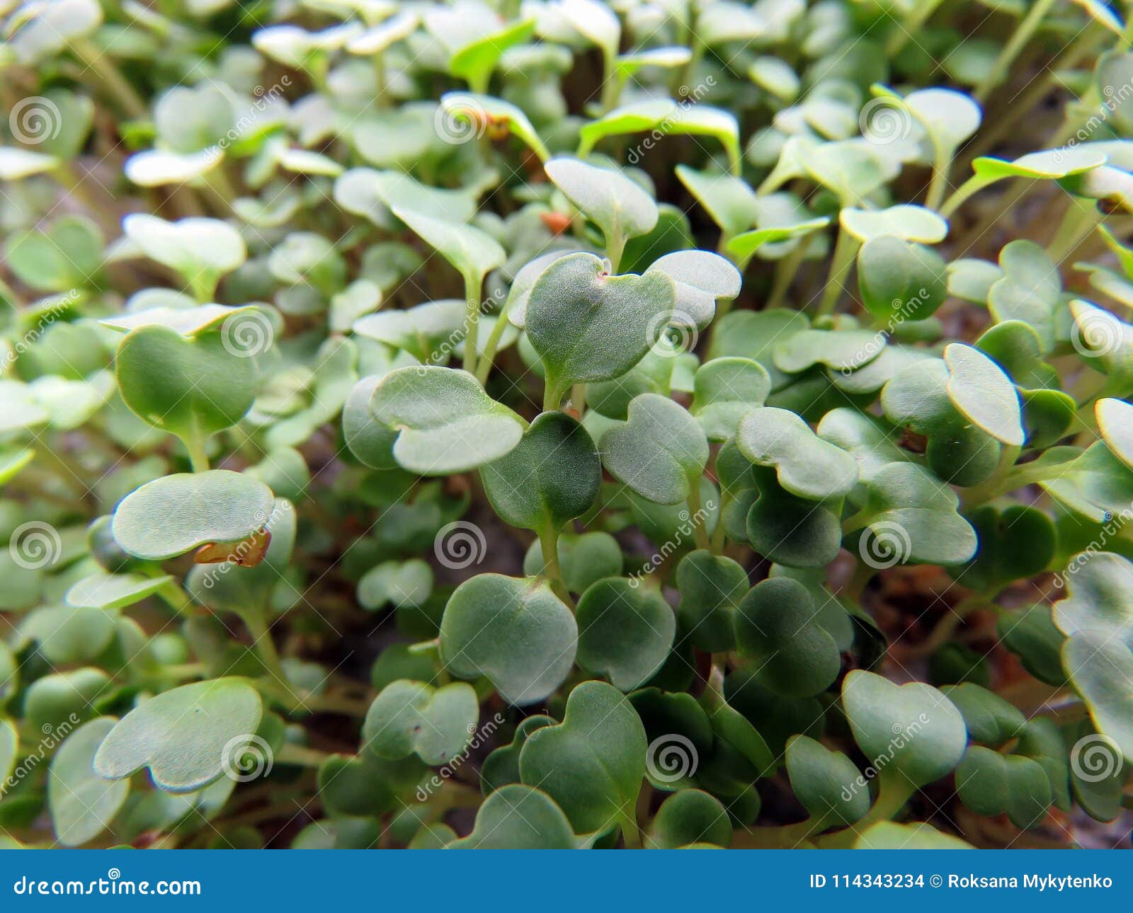 The first shoots of plants stock photo. Image of development - 114343234